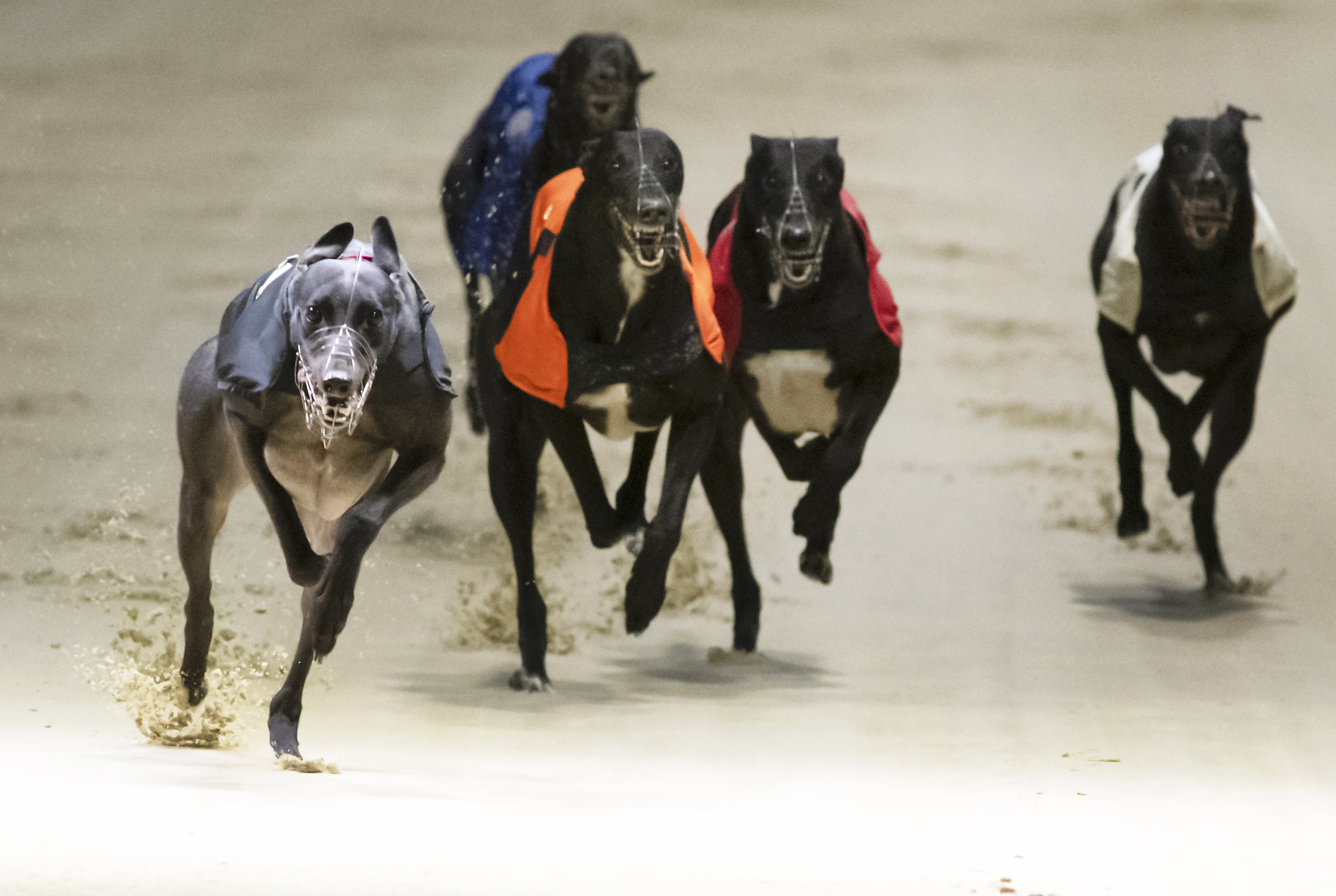 Champion Stakes Final Night - Steve Nash Captures - Greyhound Star ...