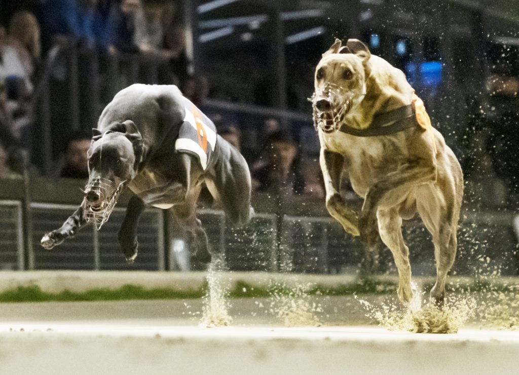 Champion Stakes Final Night - Steve Nash Captures - Greyhound Star ...