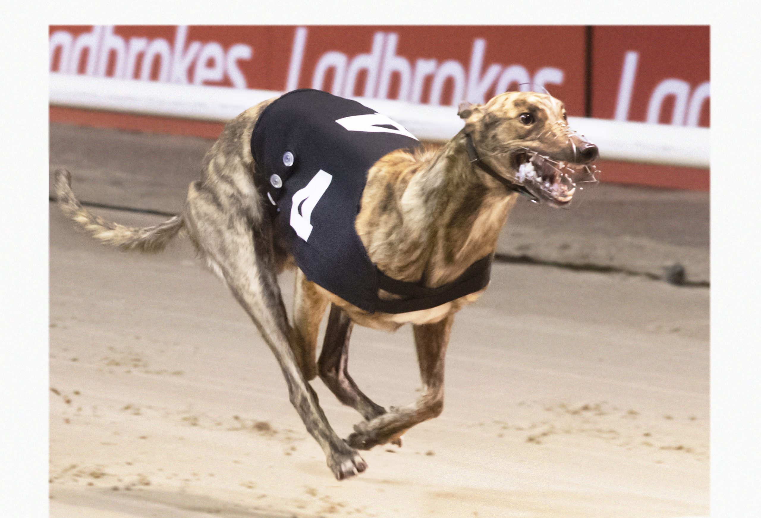 OXFORD FRIDAY NIGHT PREVIEW WITH SIMON PEARSON - Greyhound Star | News ...