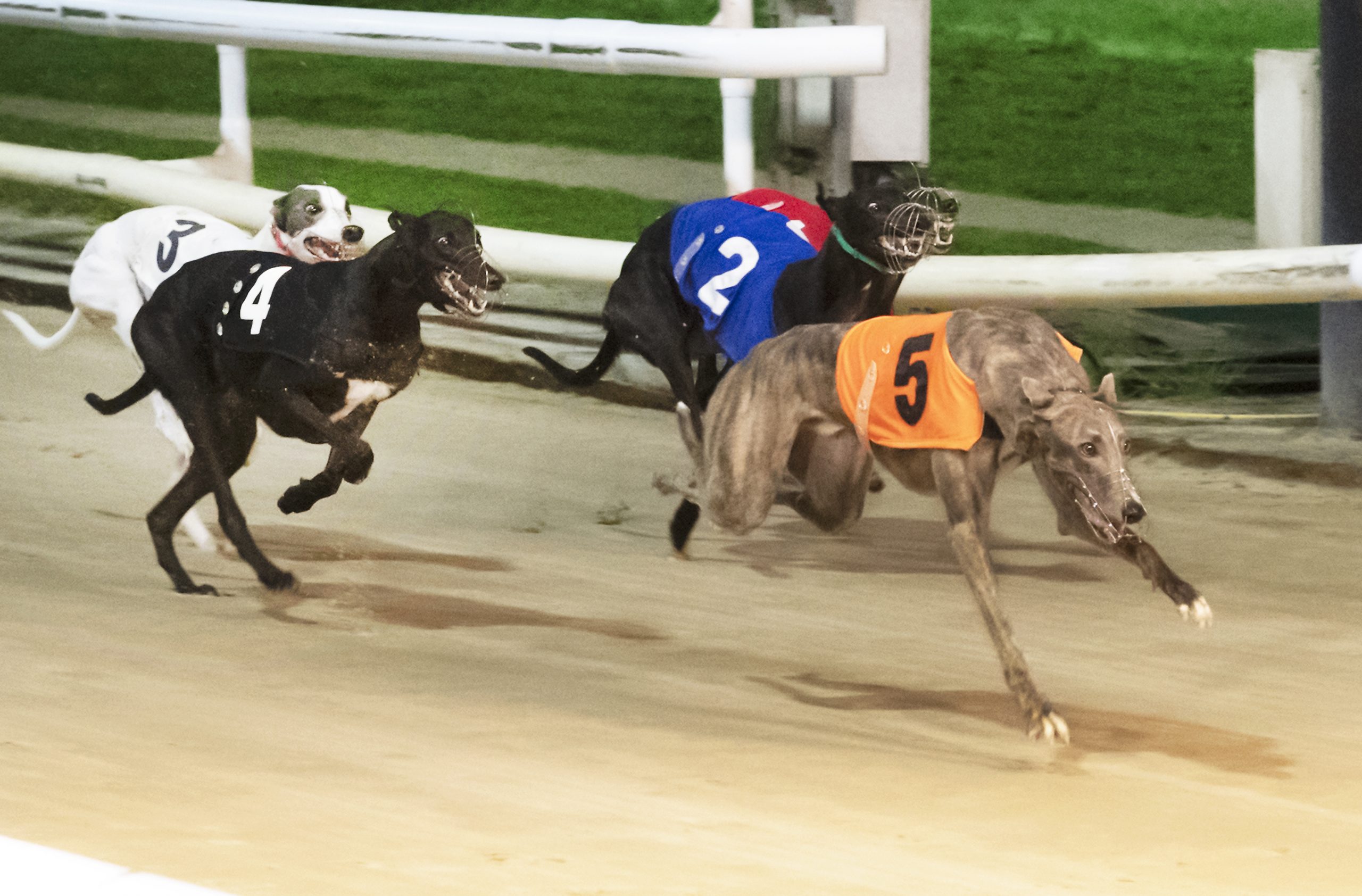 STAR OF DAVID - Greyhound Star | News from the Greyhound Industry