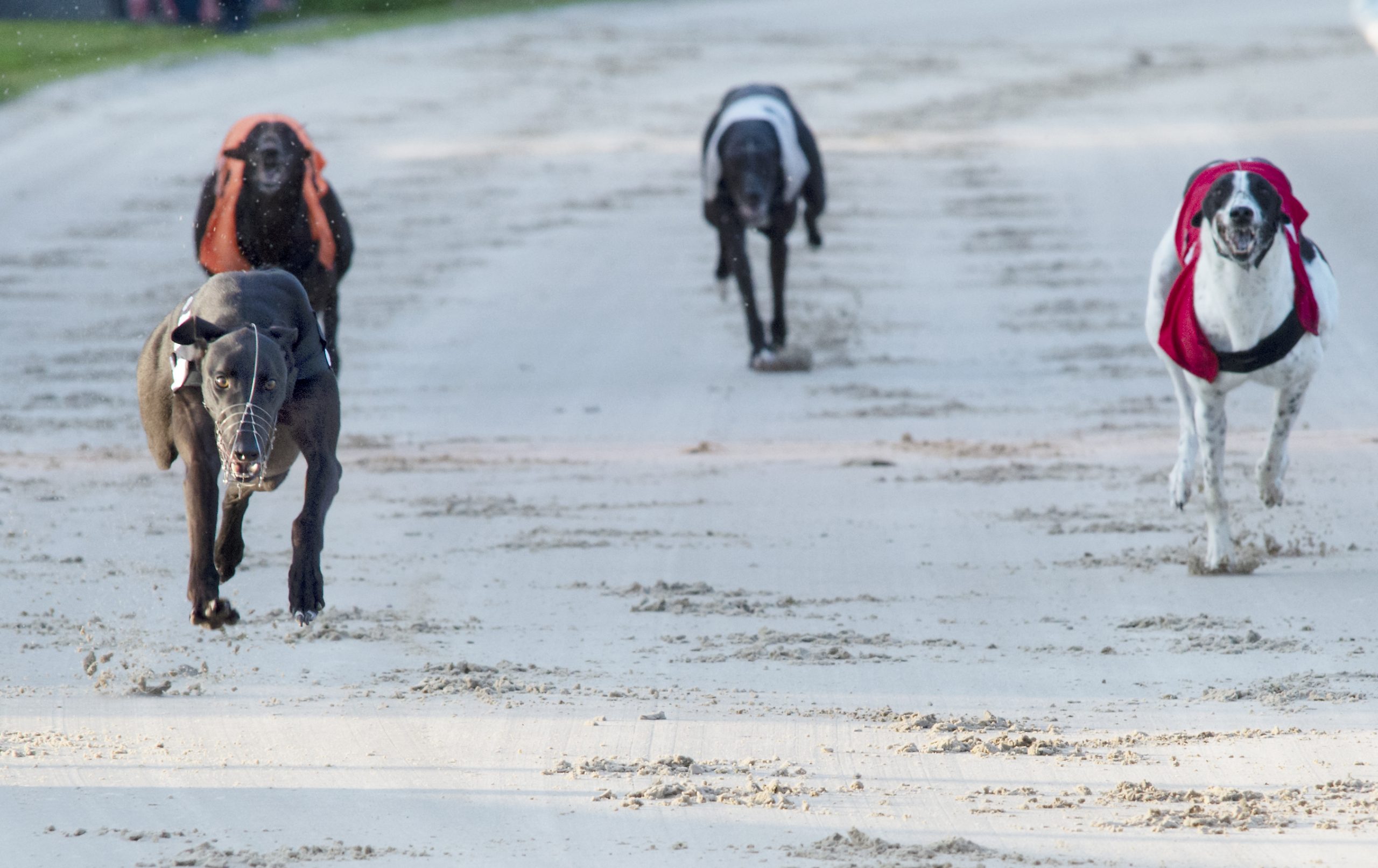 ARC CLASSIC PREVIEW - Greyhound Star | News from the Greyhound Industry