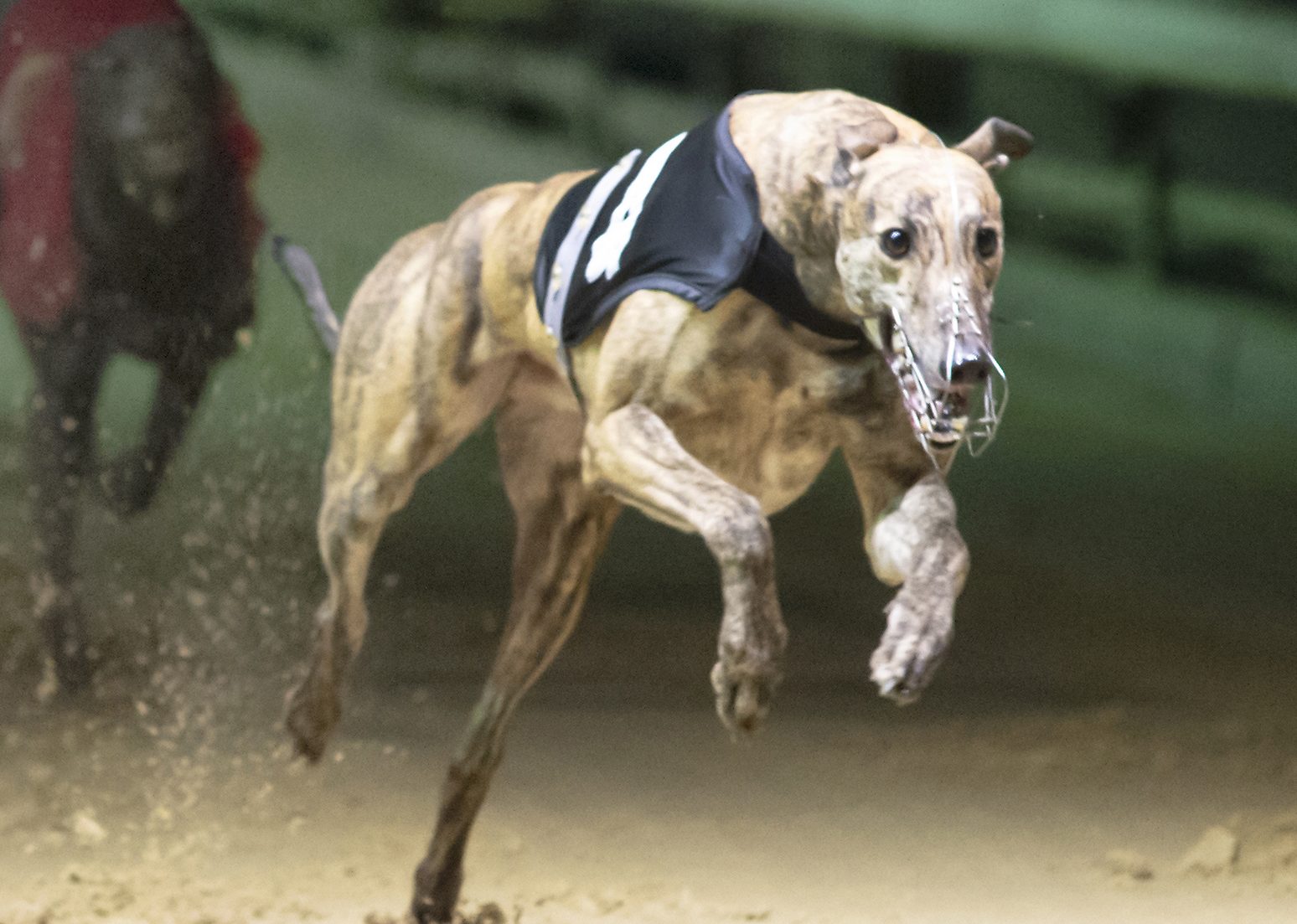 BRITISH PERFORMANCE OF THE WEEK - Greyhound Star | News from the ...