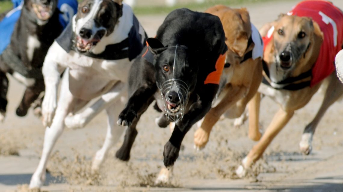 TRACK RECORDS - Greyhound Star | News from the Greyhound Industry