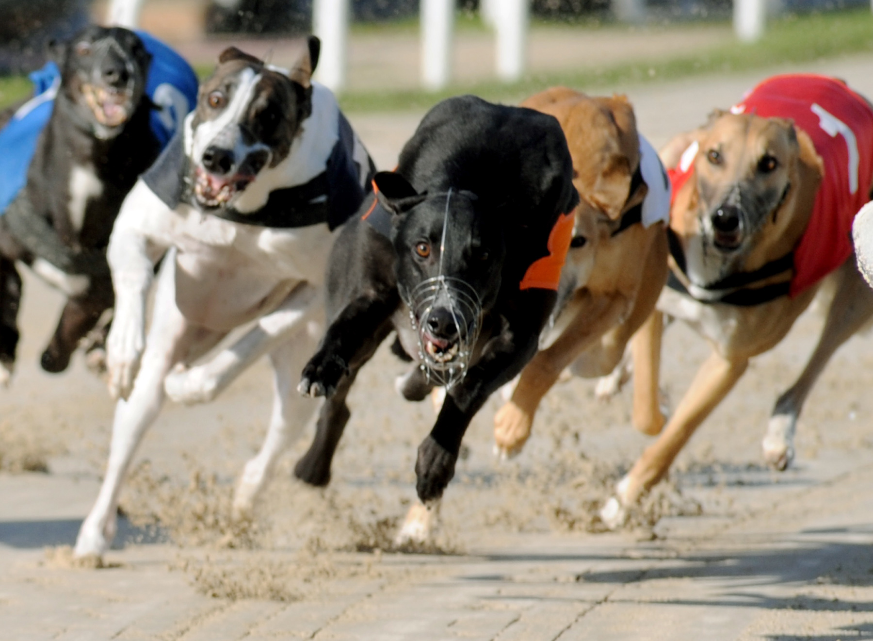 TRACK RECORDS - Greyhound Star | News from the Greyhound Industry