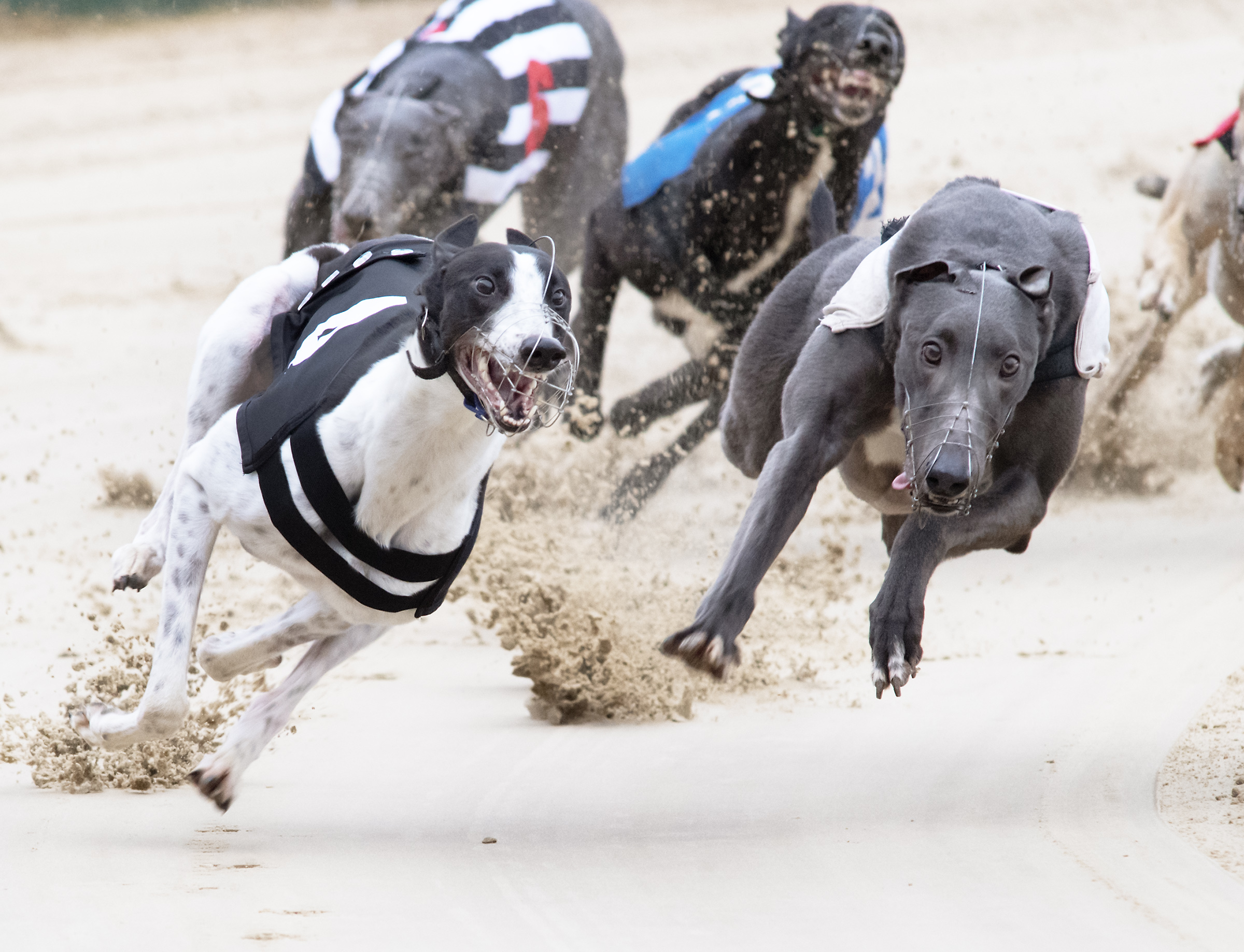 BRITISH PERFORMANCE OF THE WEEK - Greyhound Star | News from the ...