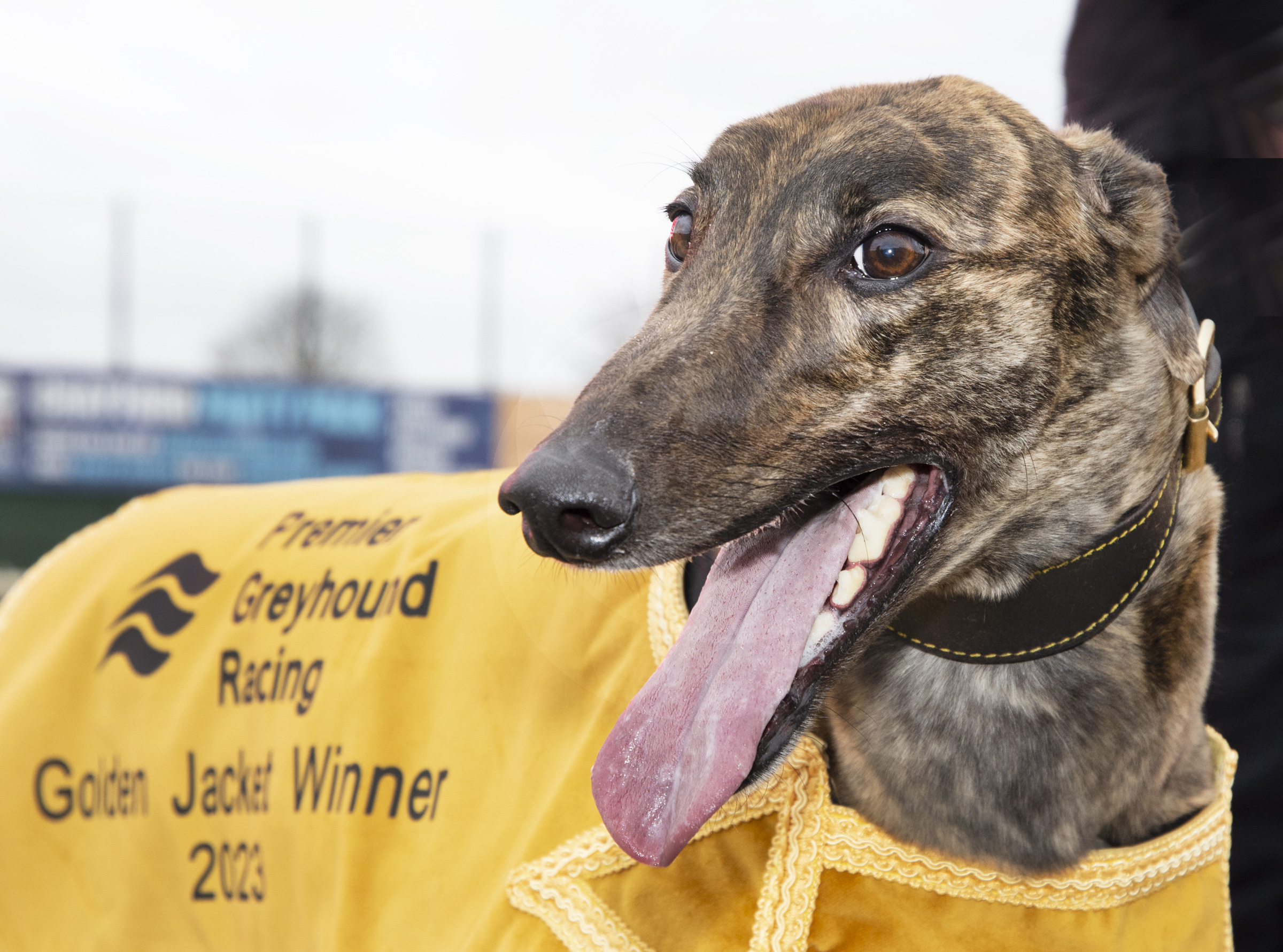 GOLDEN TIME TO BE A GEORDIE - Greyhound Star | News from the Greyhound ...
