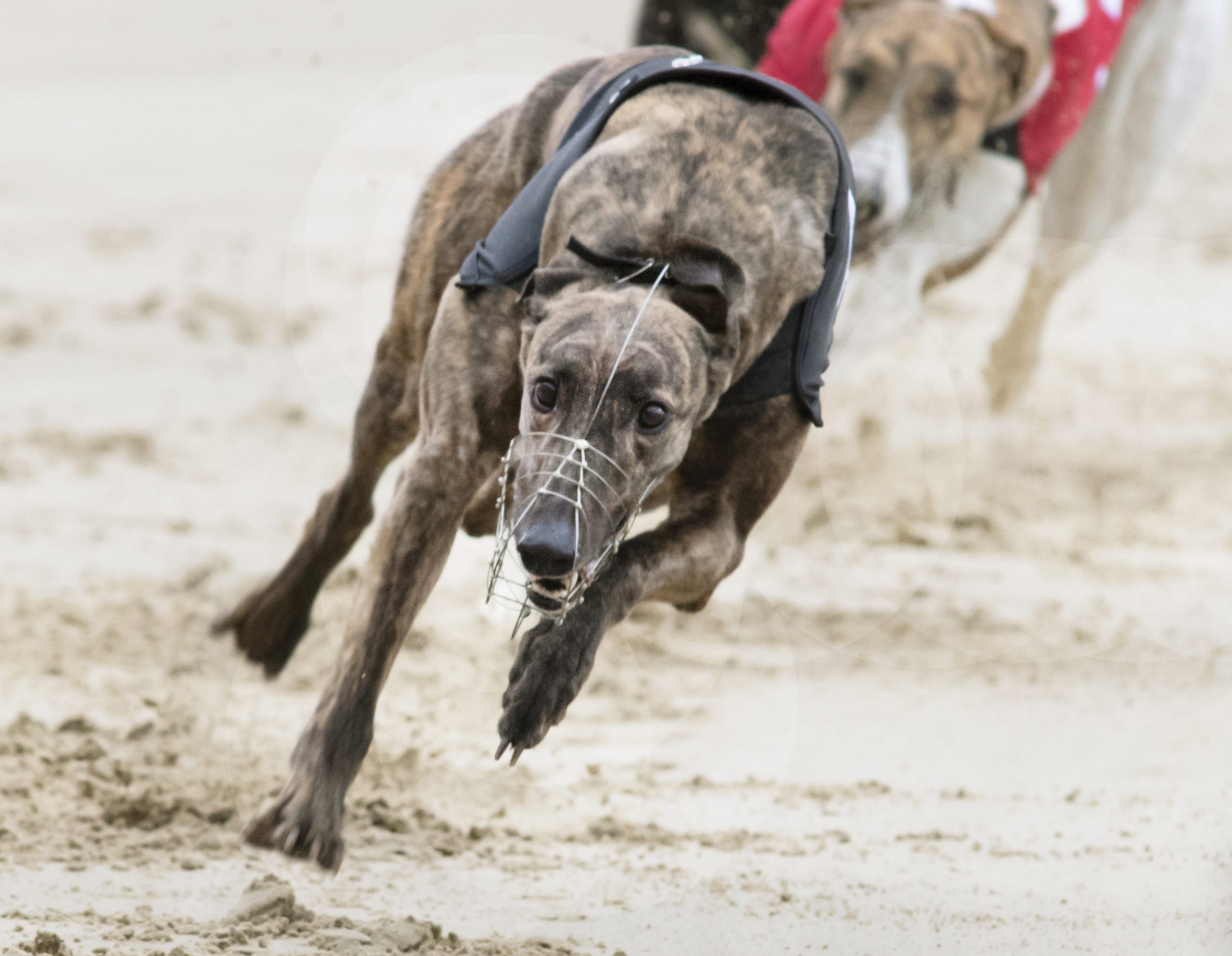 WEDNESDAY ROUND UP - Greyhound Star | News from the Greyhound Industry