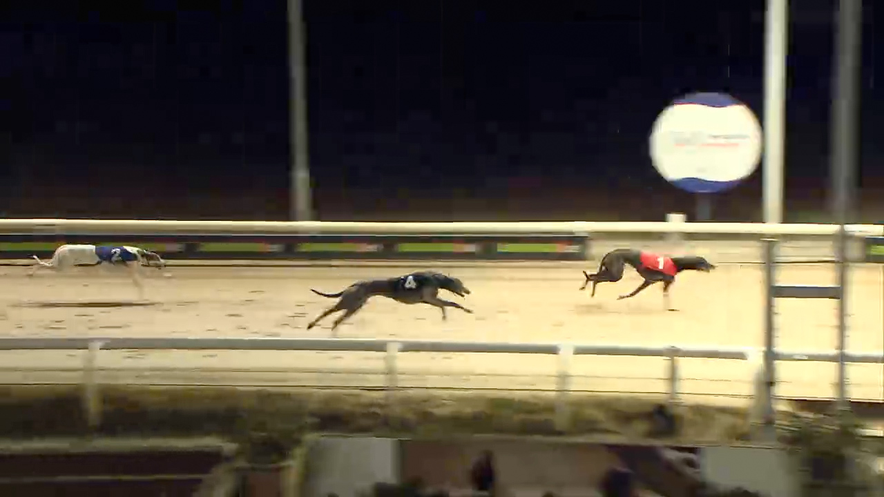 MAVERICK TO RUN RIOT AT NEWCASTLE - Greyhound Star | News from the ...