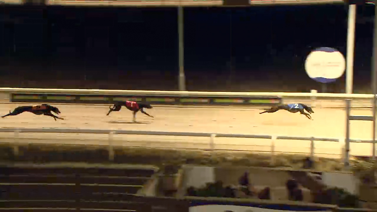 NORTHERN PUPPY DERBY REVIEW & FINAL DRAW - Greyhound Star | News from ...