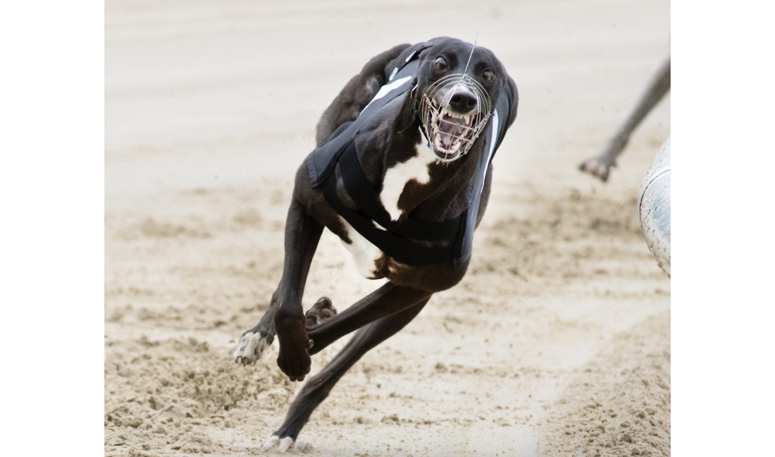 BRITISH PERFORMANCE OF THE WEEK - Greyhound Star | News from the ...