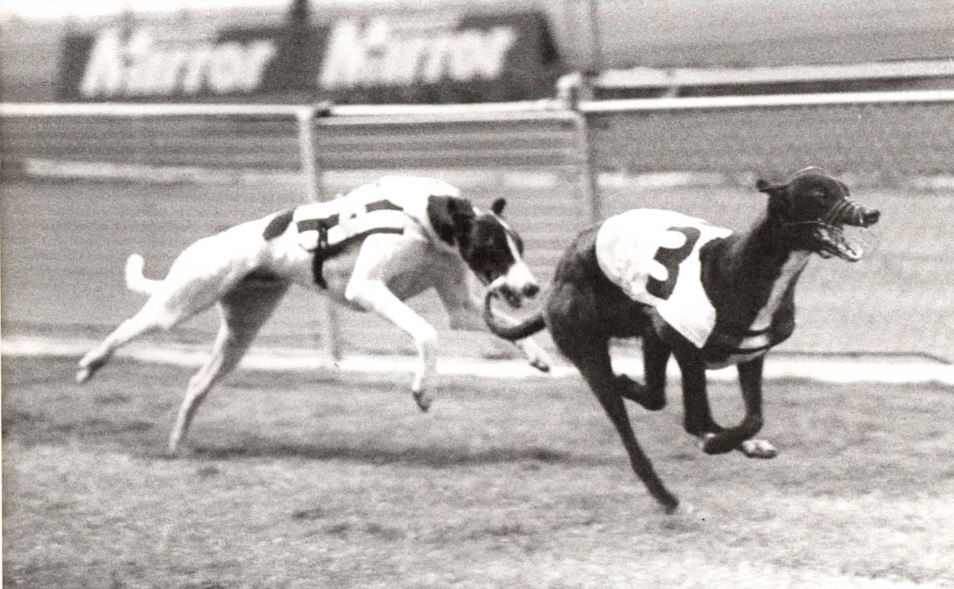 REMEMBER WHEN - DECEMBER - Greyhound Star | News from the Greyhound ...
