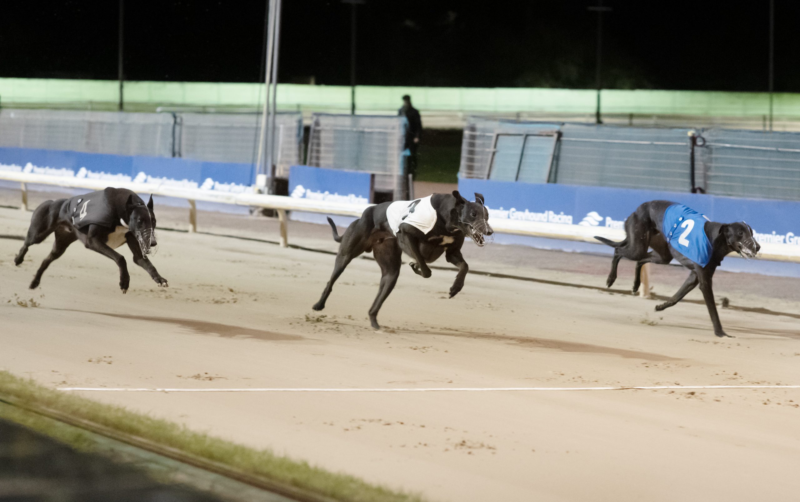 SUNDAY ROUND UP - Greyhound Star | News from the Greyhound Industry