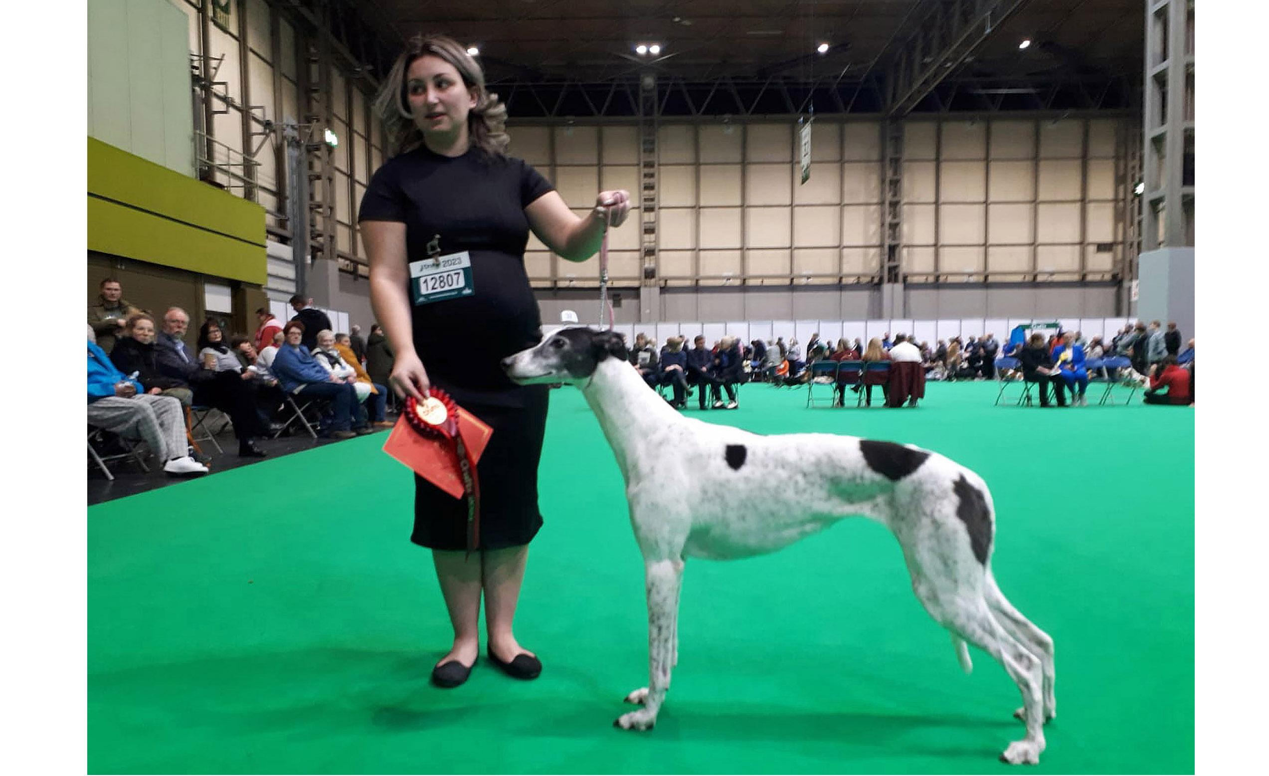 Awesome Peggy still enjoys being in a photo - Greyhound Star | News ...