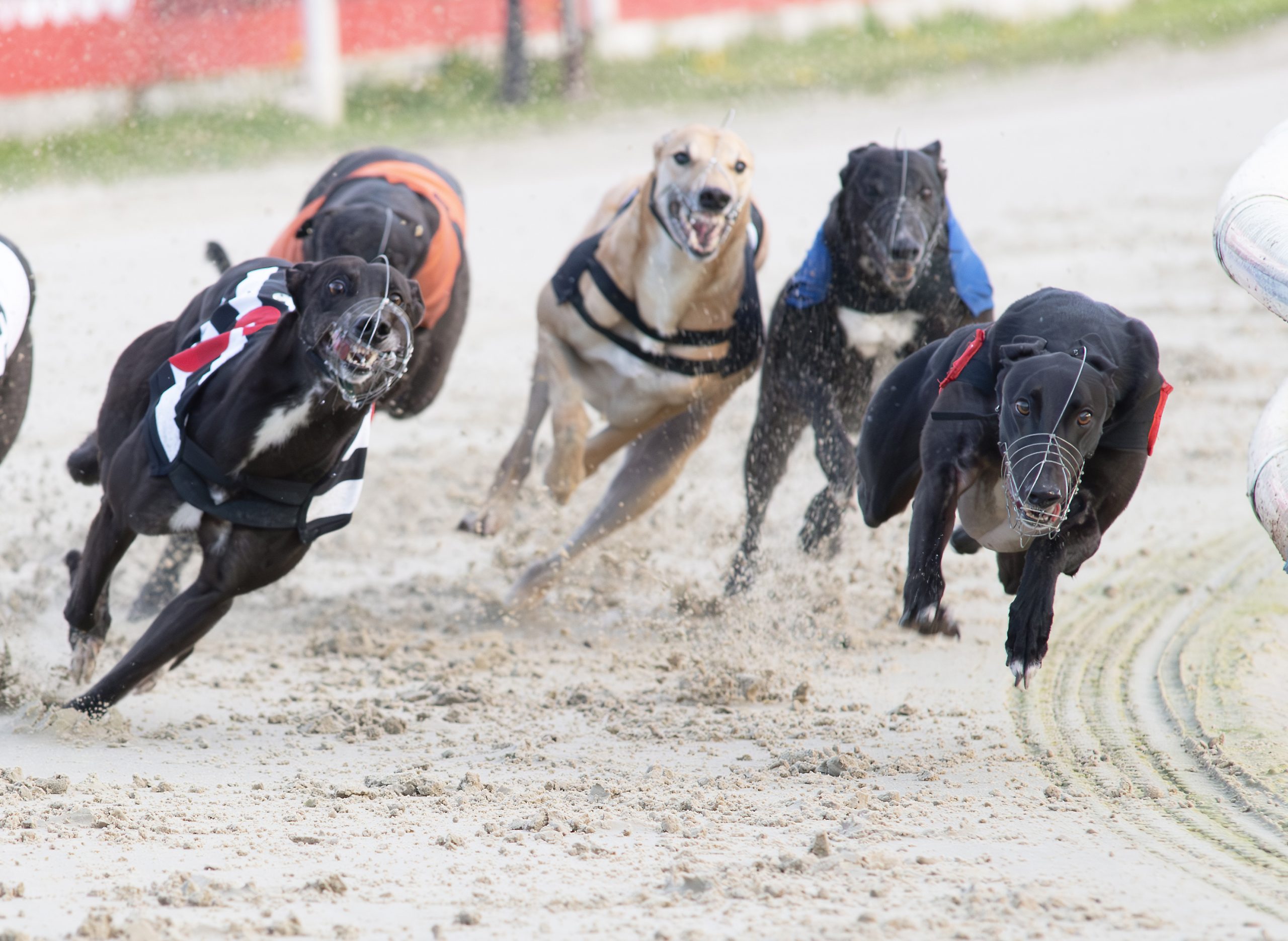 FASTEST OF YEAR - TO APRIL 30 - Greyhound Star | News from the ...