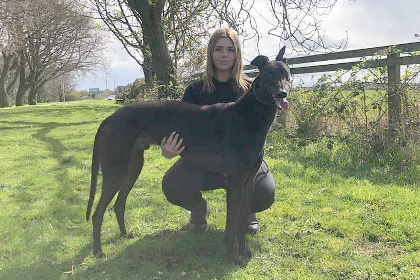 EMILY WALLIS: STAFF MEETING - Greyhound Star | News from the Greyhound ...