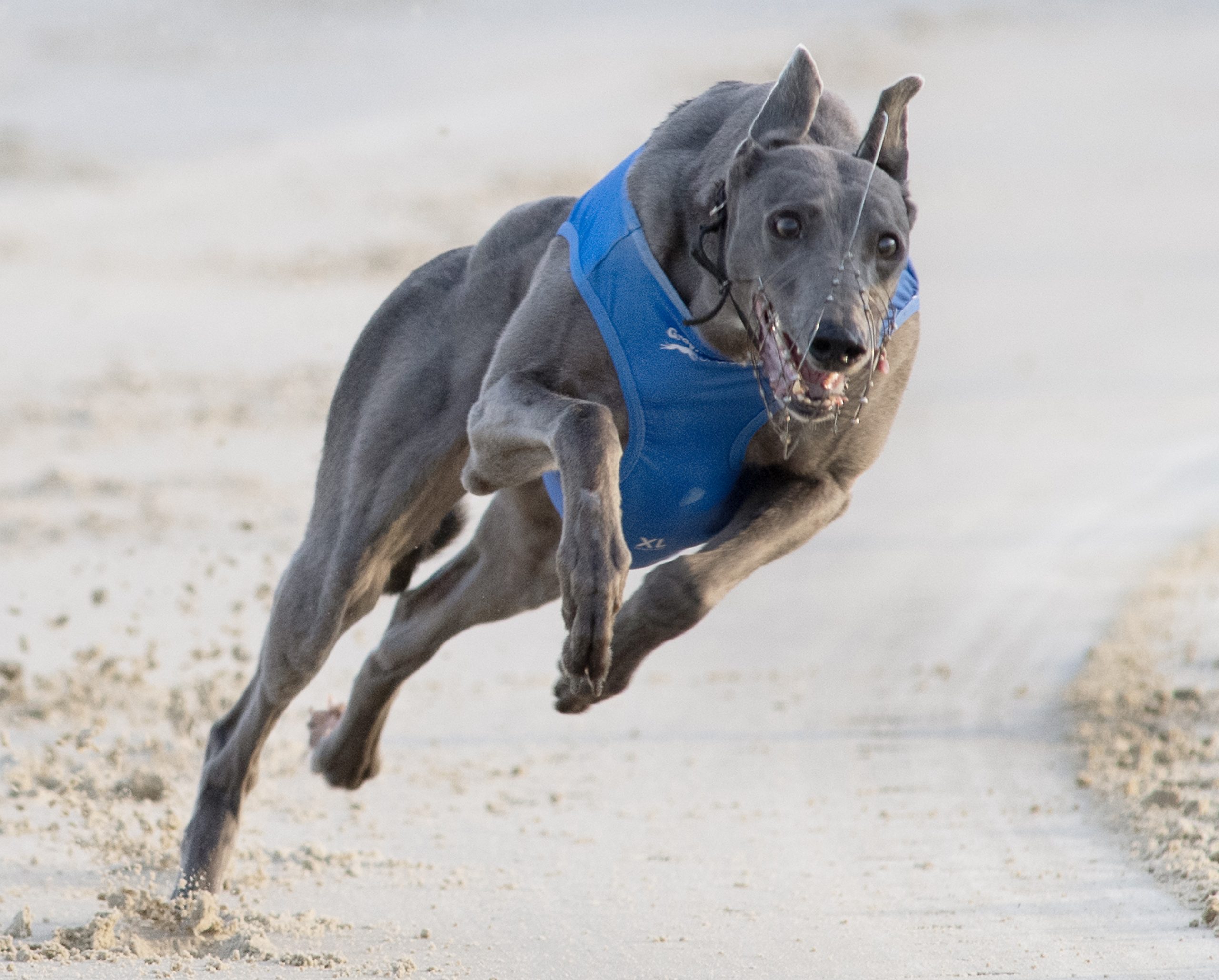 BRITISH PERFORMANCE OF THE WEEK - Greyhound Star | News from the ...