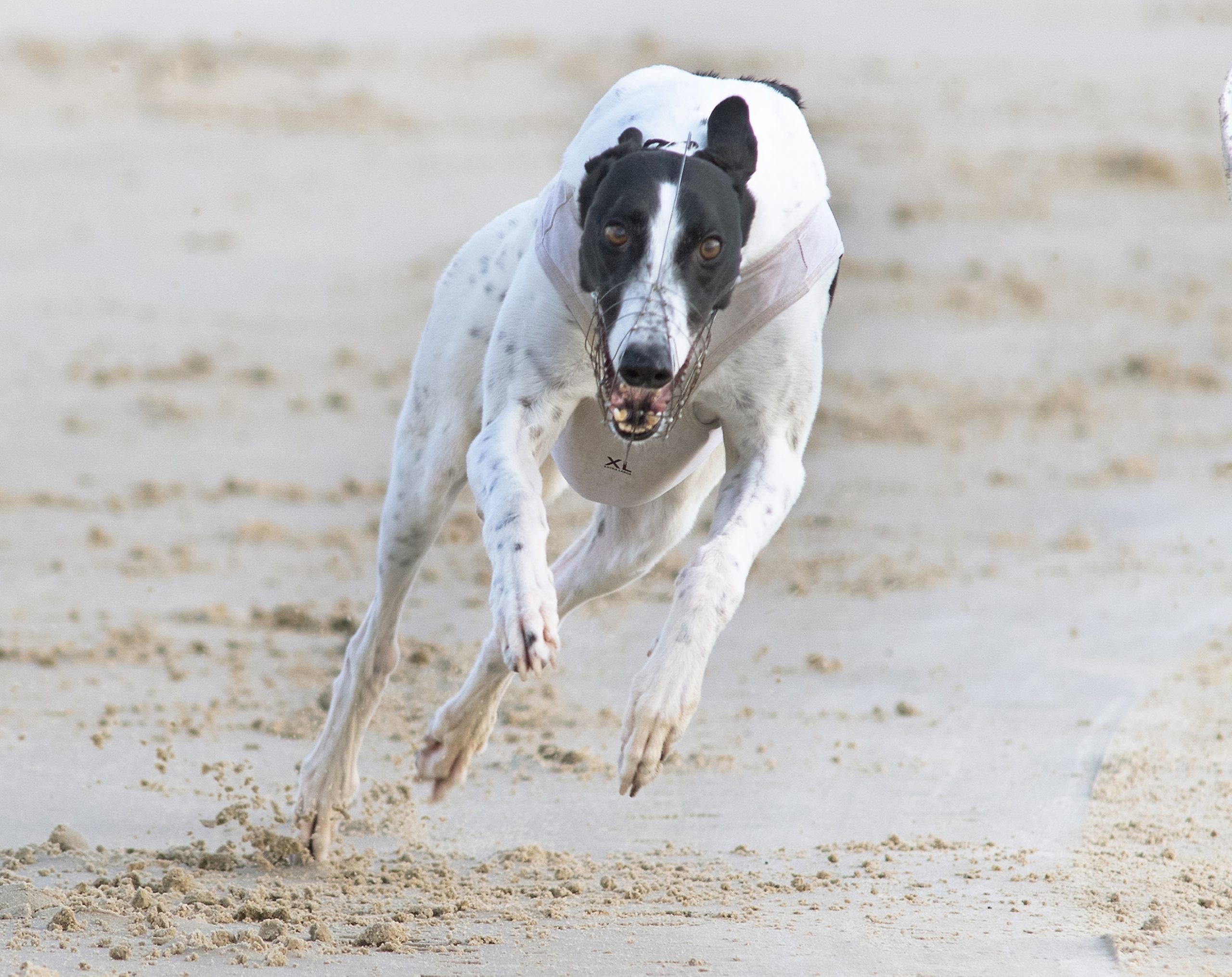 DOUBLE BLOW FOR KSS - Greyhound Star | News from the Greyhound Industry