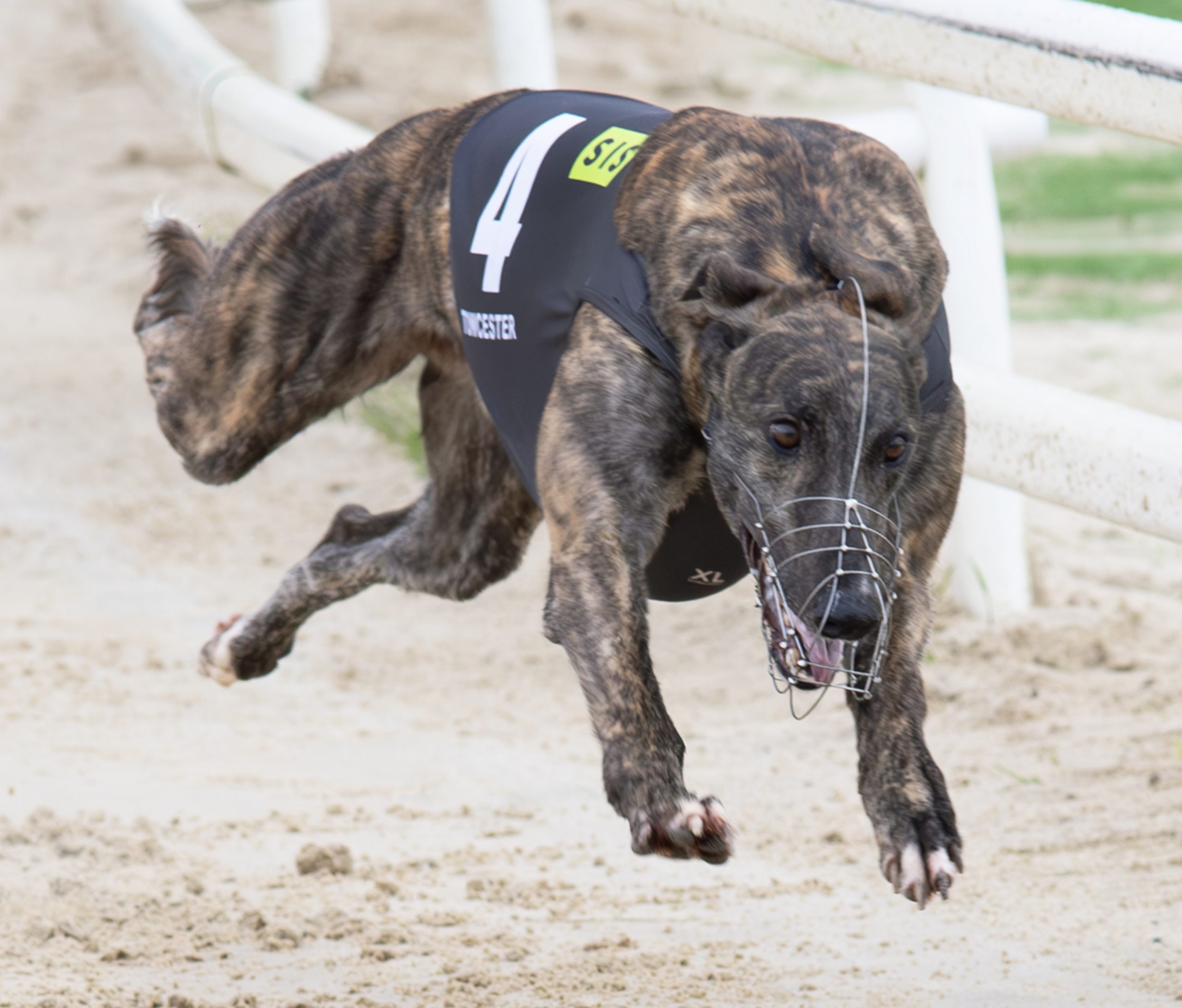 MAREE CHAMPION BREAKS HOCK - Greyhound Star | News from the Greyhound ...