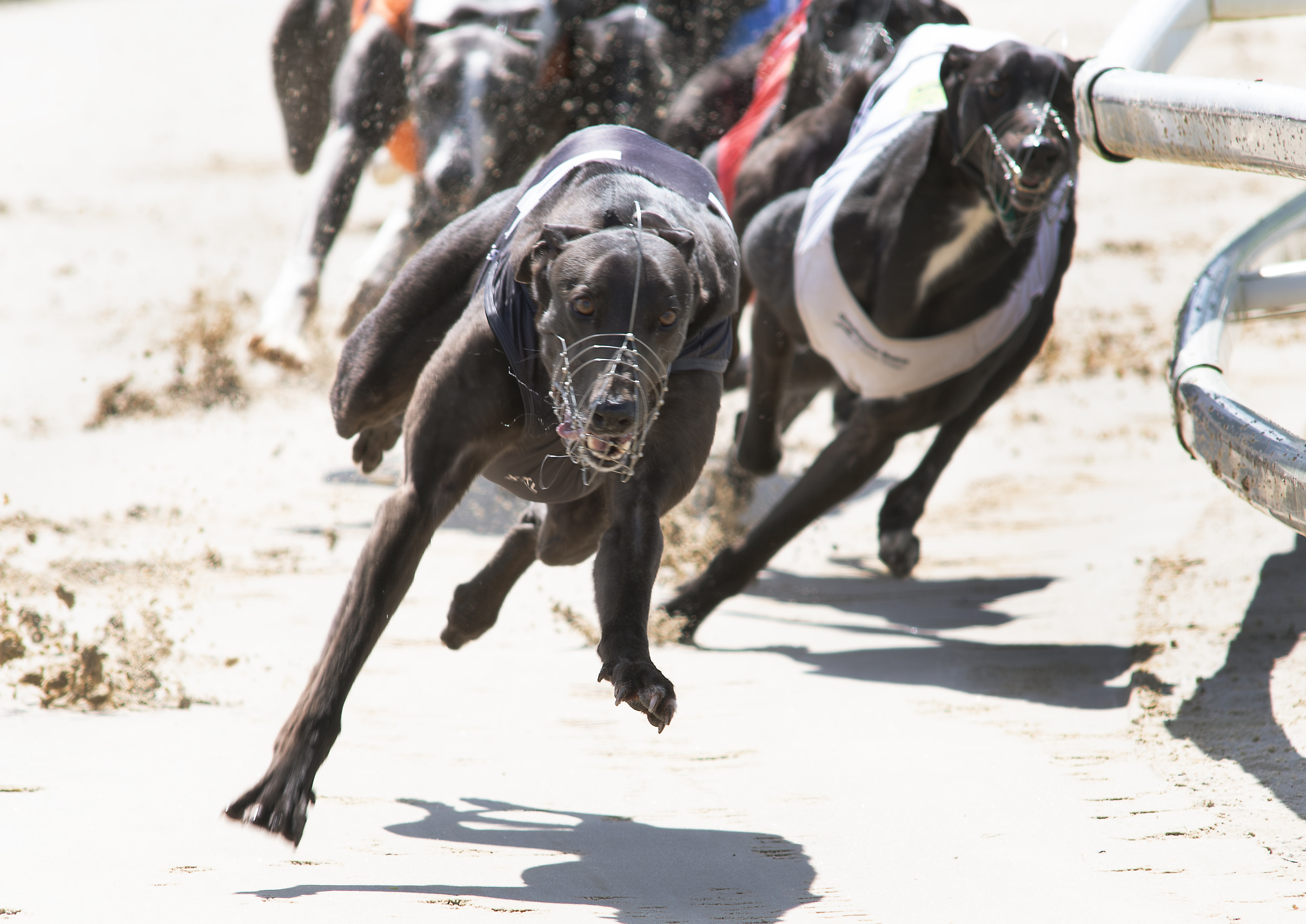 BRITISH PERFORMANCE OF THE WEEK - Greyhound Star | News from the ...