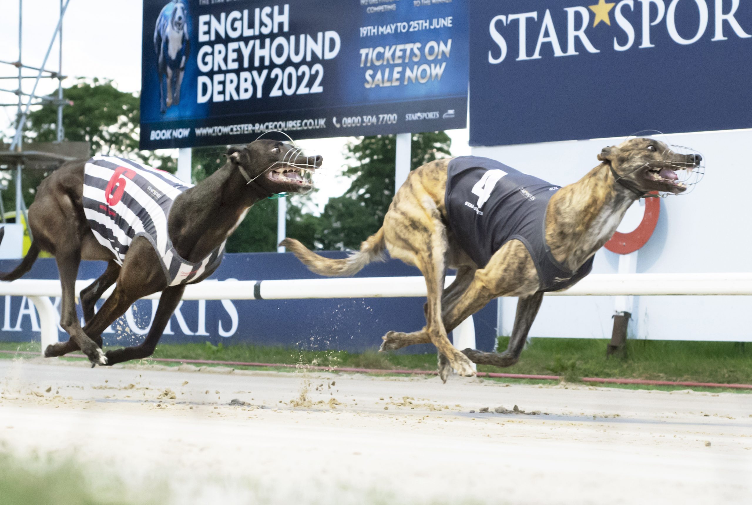 SPRINGBOK QUALIFYING TIMES - Greyhound Star | News from the Greyhound ...