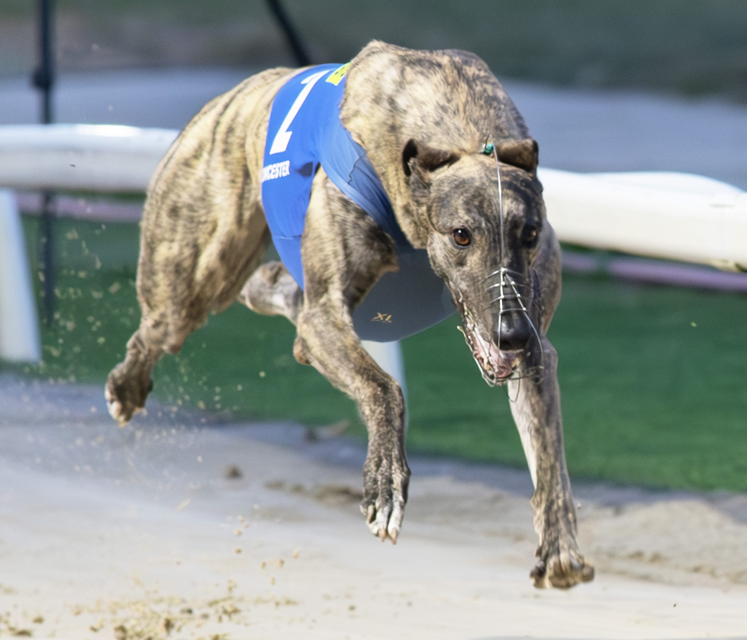LAME JOEY MISSES STEEL CITY FINAL - Greyhound Star | News from the ...