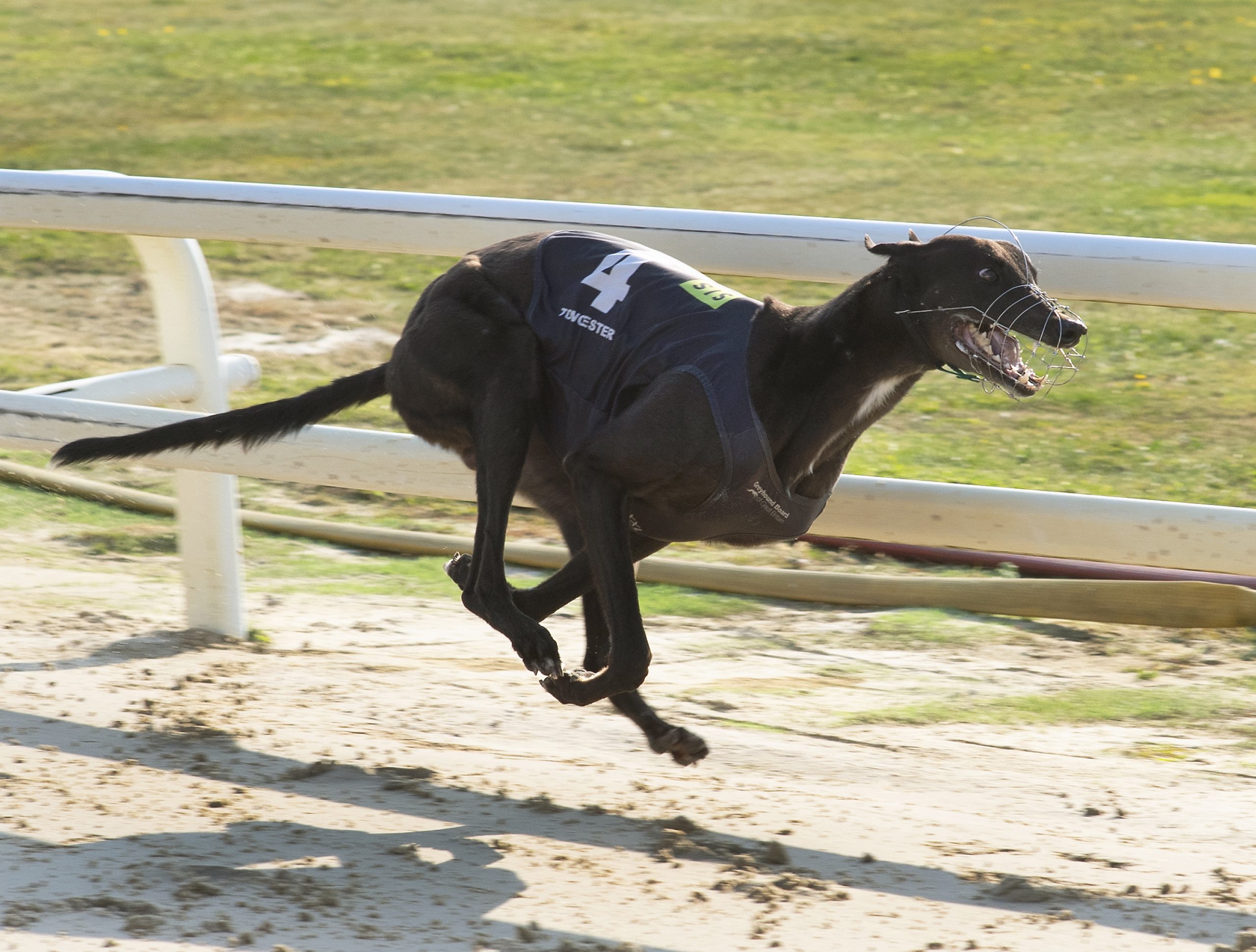 IRISH FASTEST OF YEAR - Greyhound Star | News from the Greyhound Industry