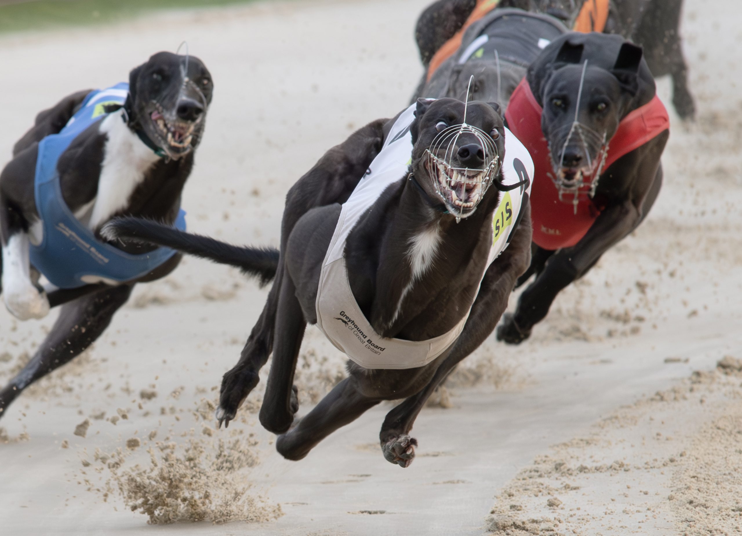 TOP GUN GROUNDED - Greyhound Star | News from the Greyhound Industry