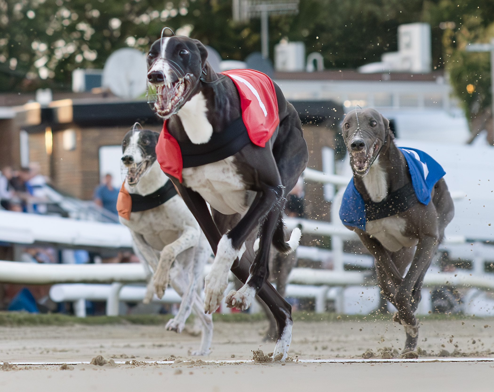 HOVE PHOTO GALLERY BY STEVE NASH - Greyhound Star | News from the ...
