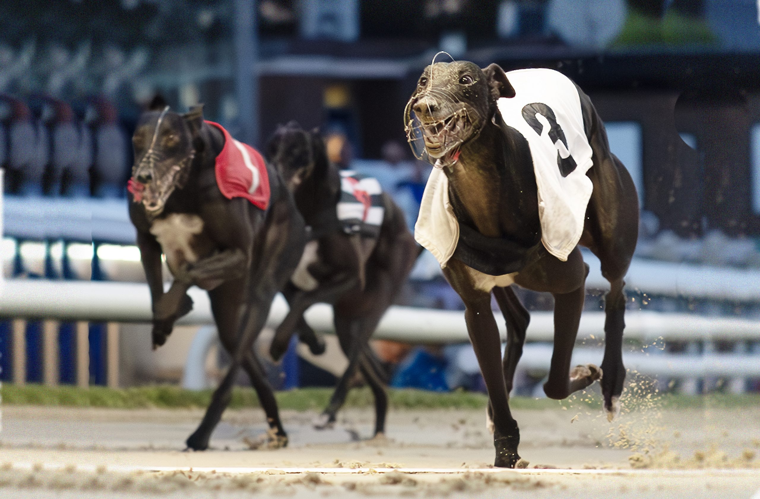HOVE PHOTO GALLERY BY STEVE NASH - Greyhound Star | News from the ...