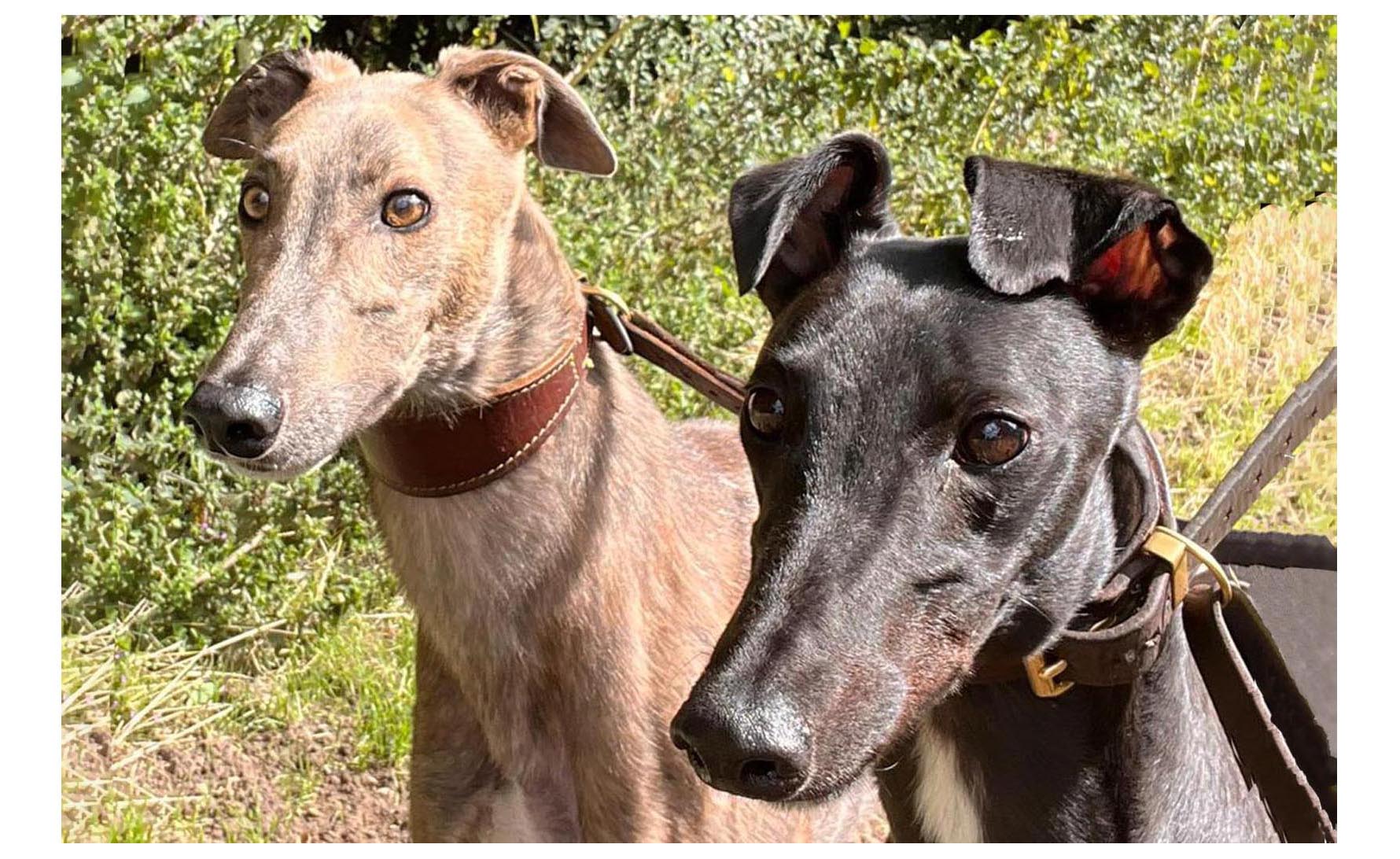 BALLYMAC TAYLOR & BUBBLY INFERNO MATCH - Greyhound Star | News from the ...