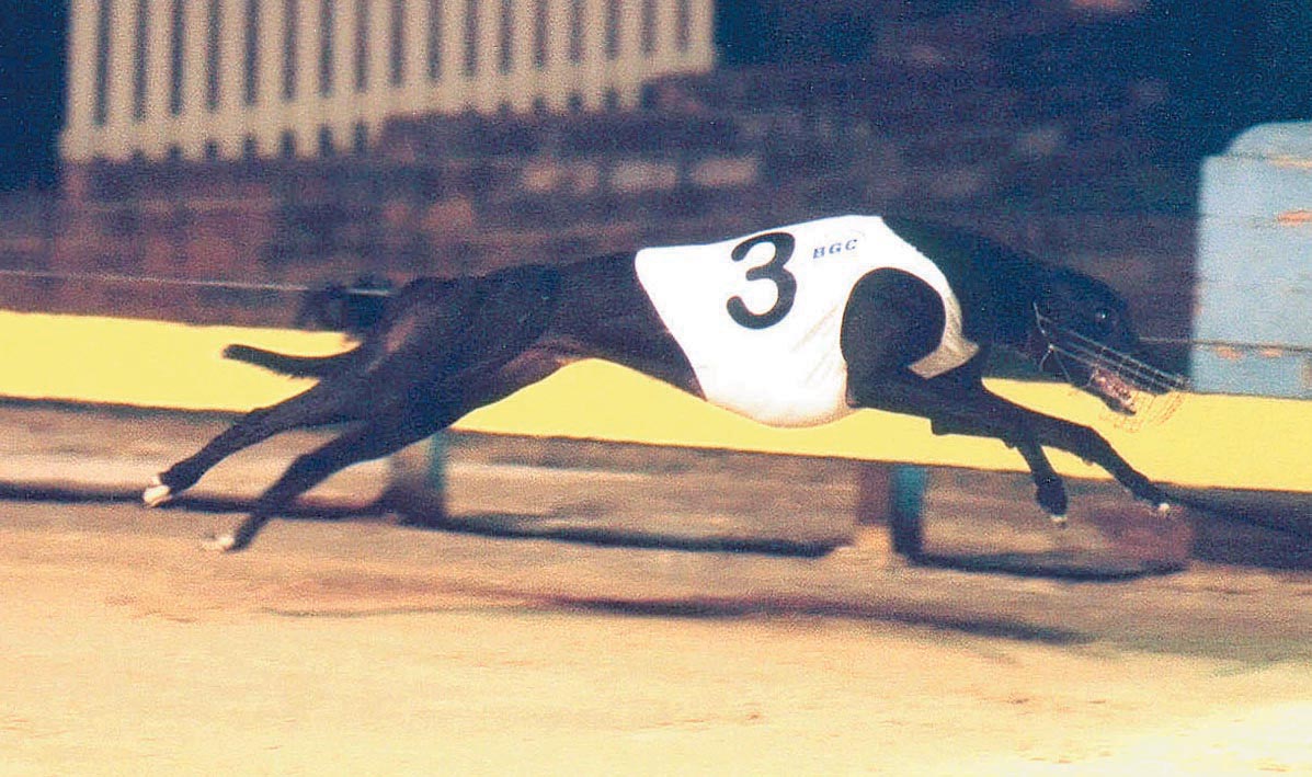REMEMBER WHEN: AUGUST - Greyhound Star | News from the Greyhound Industry