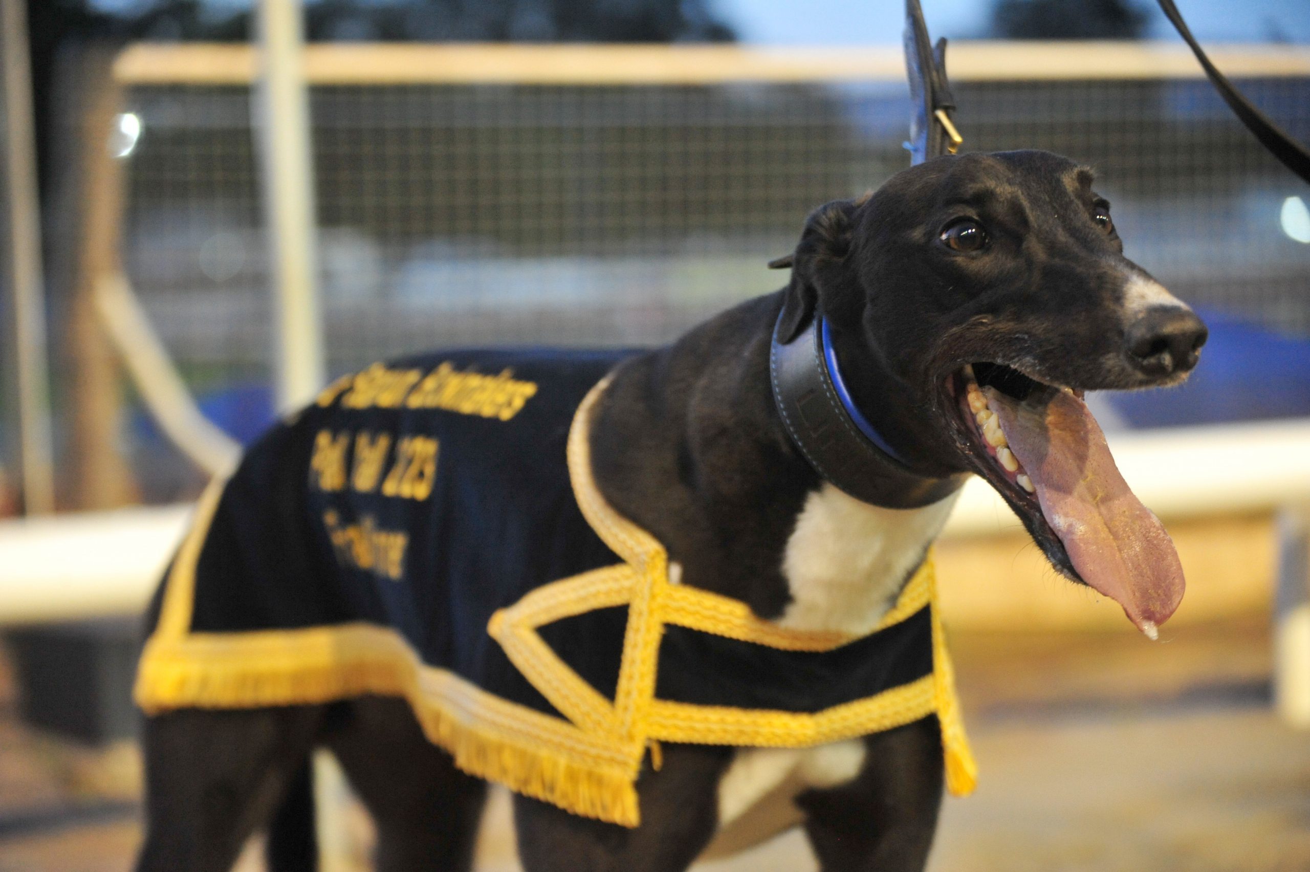 SPECIAL LINK WITH THE PALL MALL - Greyhound Star | News from the ...