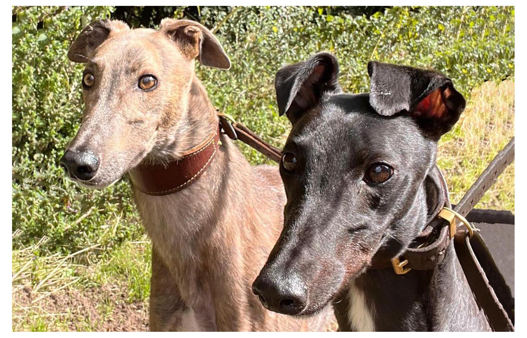 MWD = MARK WALLIS DELIGHTED - Greyhound Star | News from the Greyhound ...