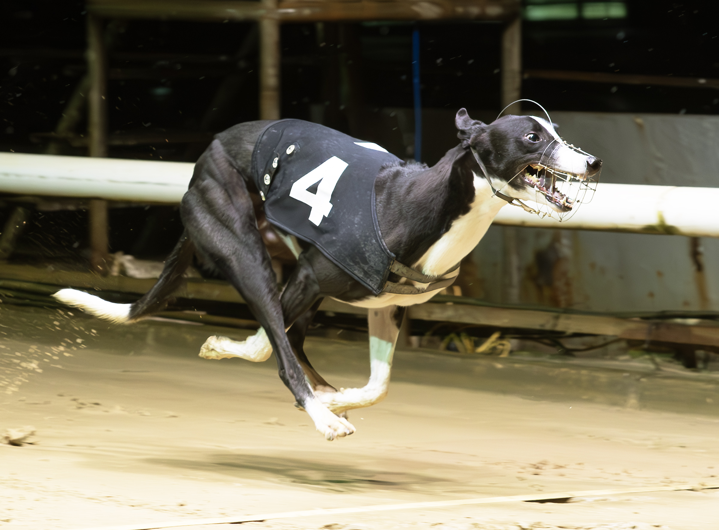 BRITISH PERFORMANCE OF THE WEEK - Greyhound Star | News from the ...