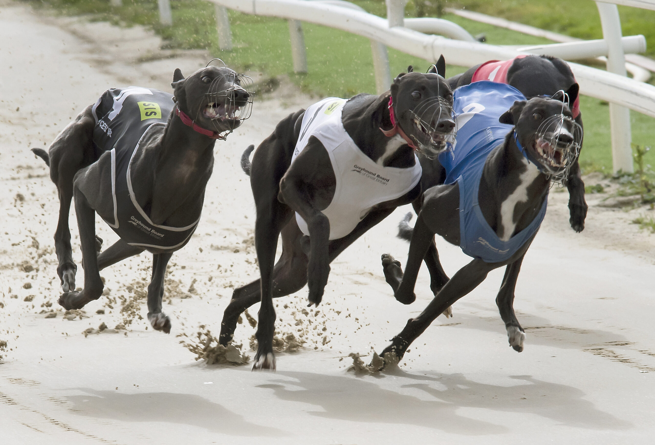 Shivoo to follow the Queen? - Greyhound Star | News from the Greyhound ...