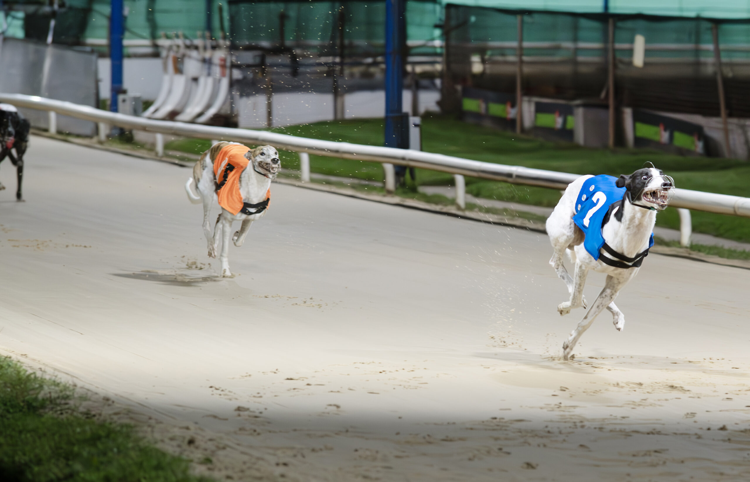 SATURDAY ROUND UP - Greyhound Star | News from the Greyhound Industry