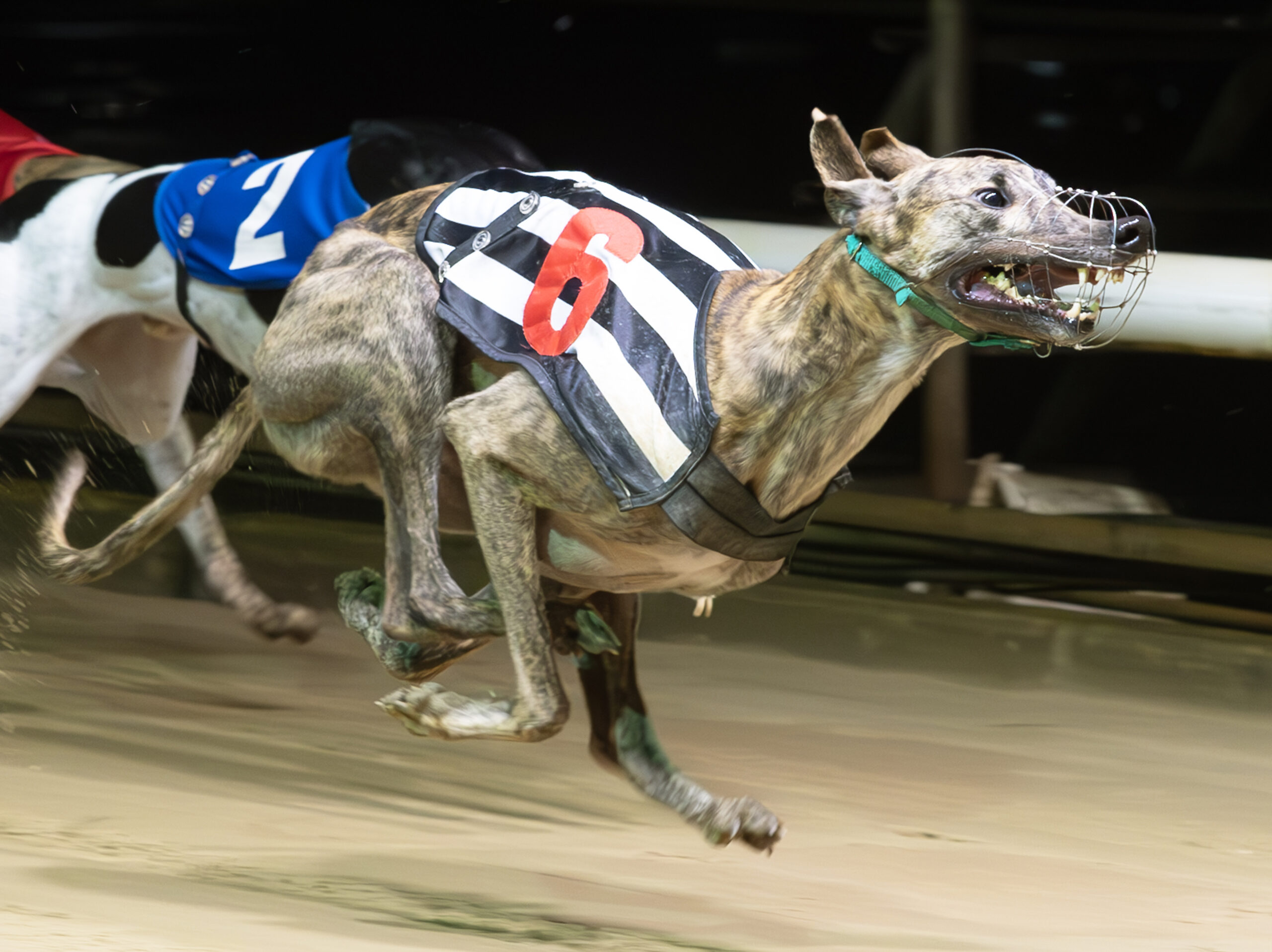 BRITISH PERFORMANCE OF THE WEEK - Greyhound Star | News from the ...