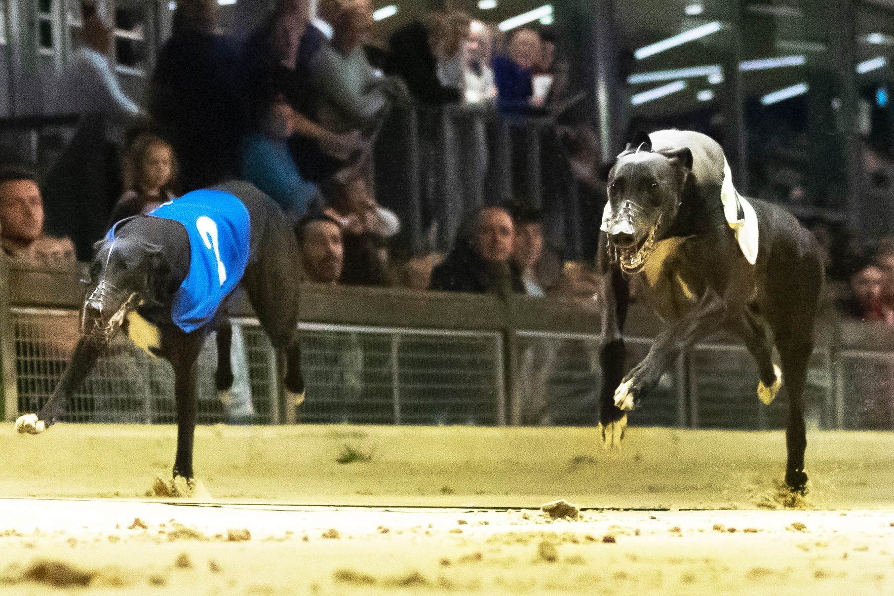 BRITISH PERFORMANCE OF THE WEEK - Greyhound Star | News from the ...