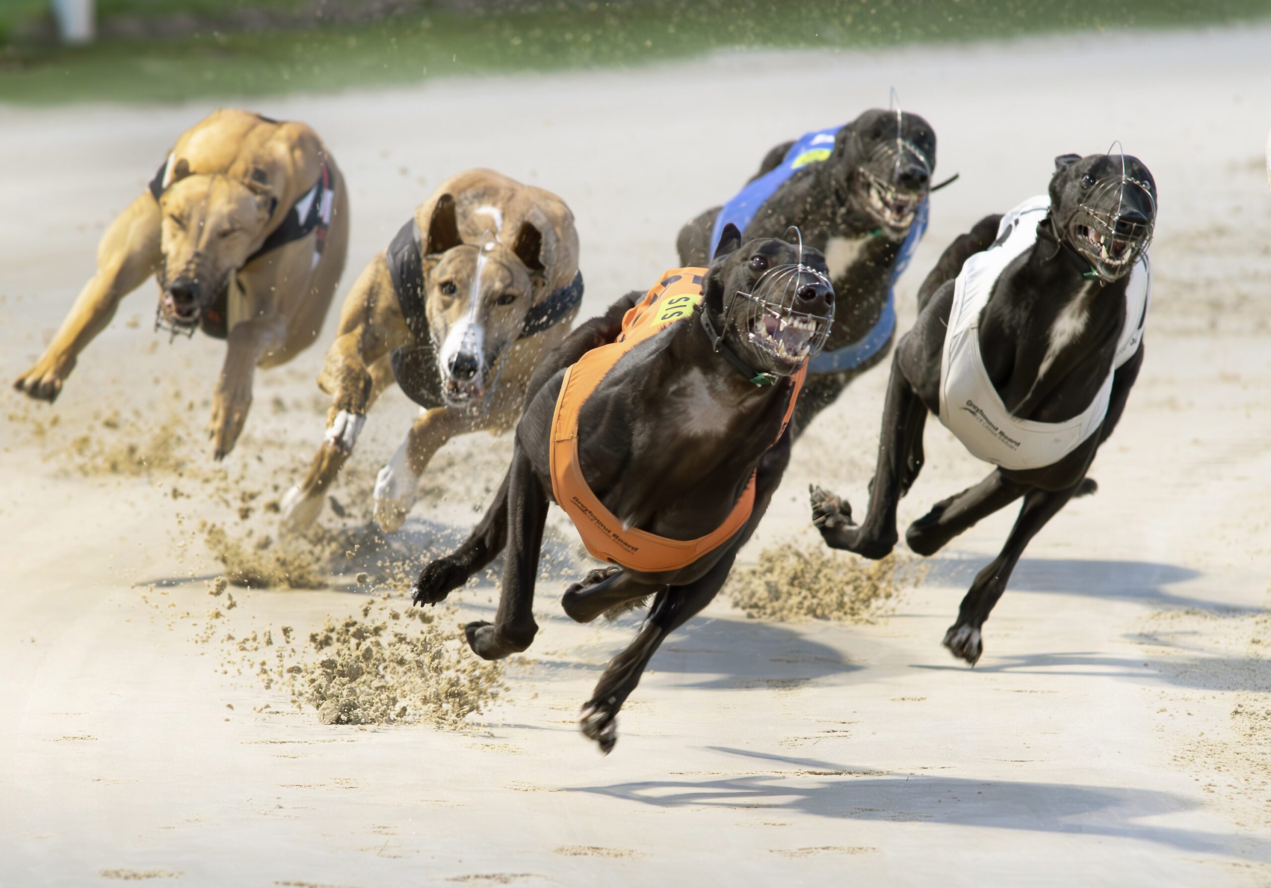 IRISH FASTEST OF YEAR - OCTOBER - Greyhound Star | News from the ...