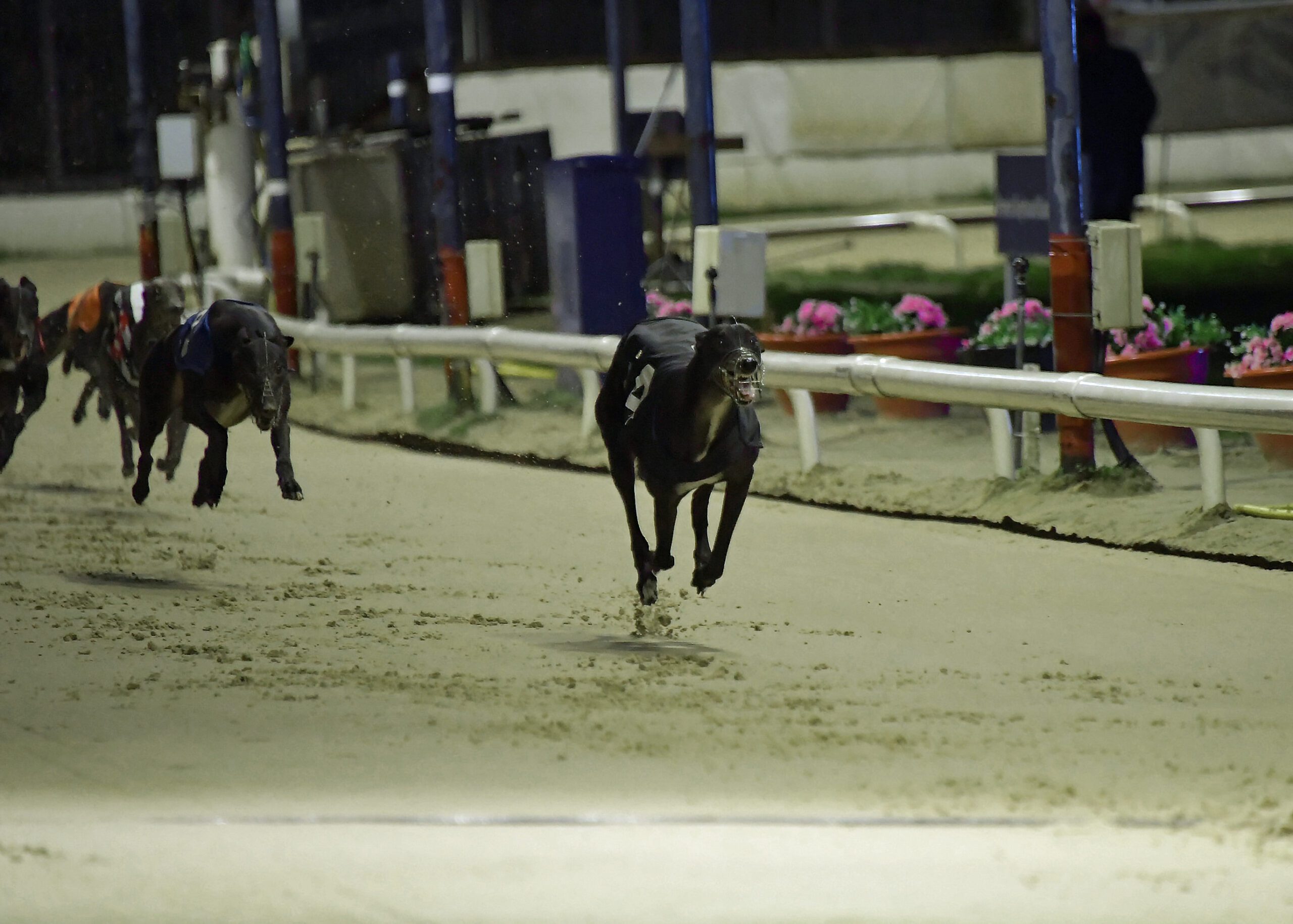 BRITISH PERFORMANCE OF THE WEEK - Greyhound Star | News from the ...