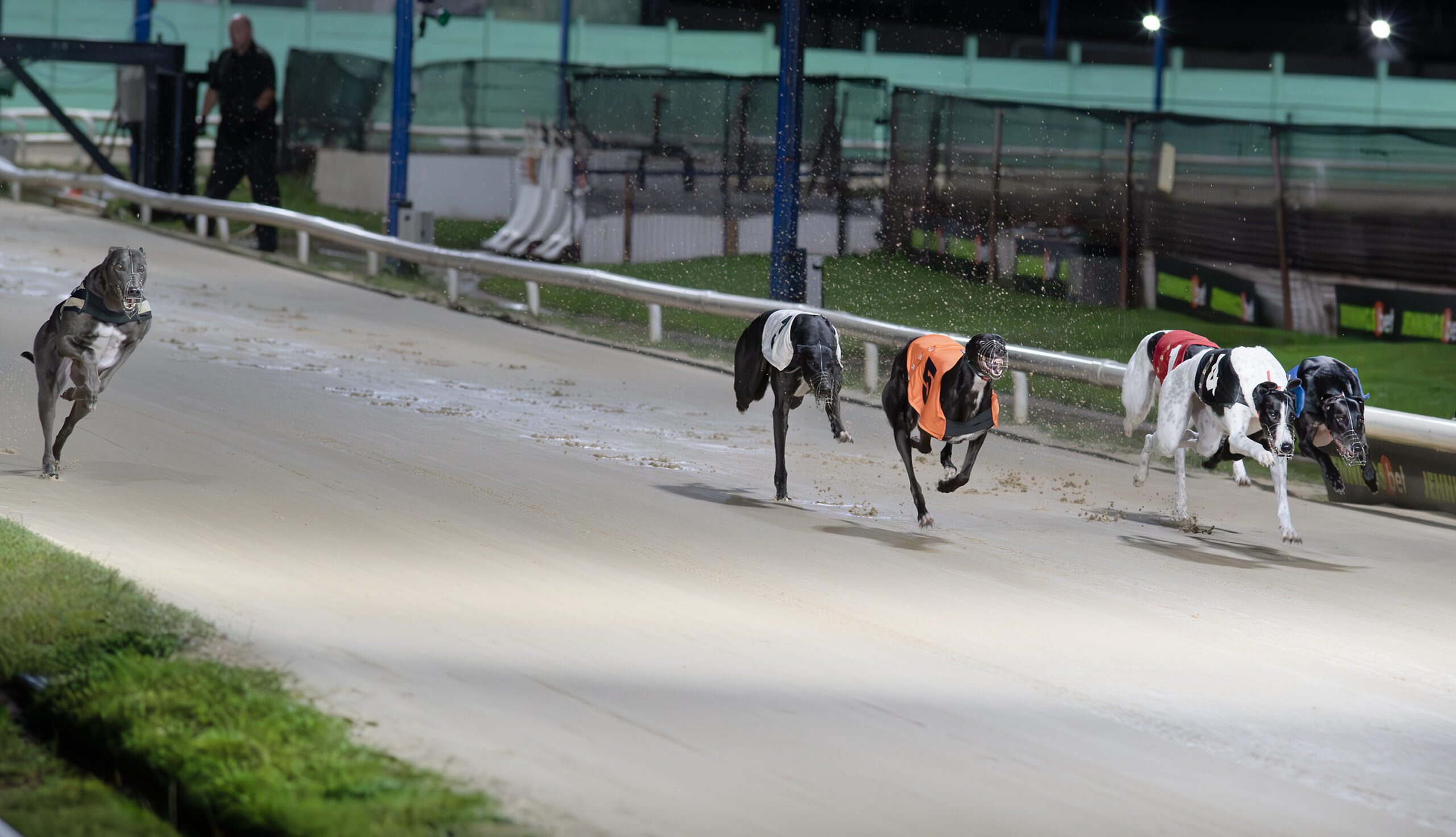 WHAT DOES IT TAKE GET AN OAKS WINNER? NO RUSH! - Greyhound Star | News ...