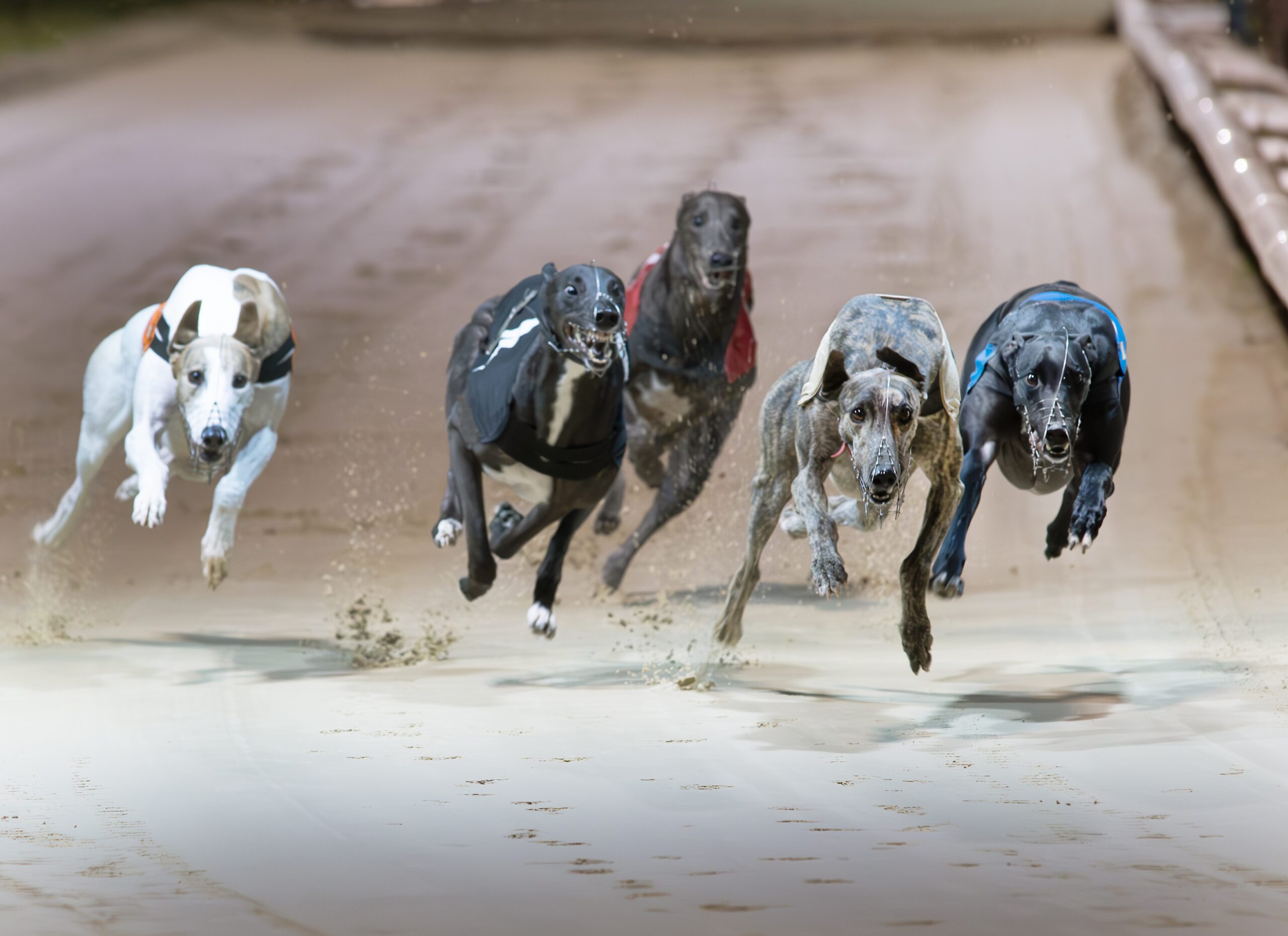 ICONIC SHOWS HIS STEELY DETERMINATION -INCLUDES THE 'NASH CATALOGUE ...