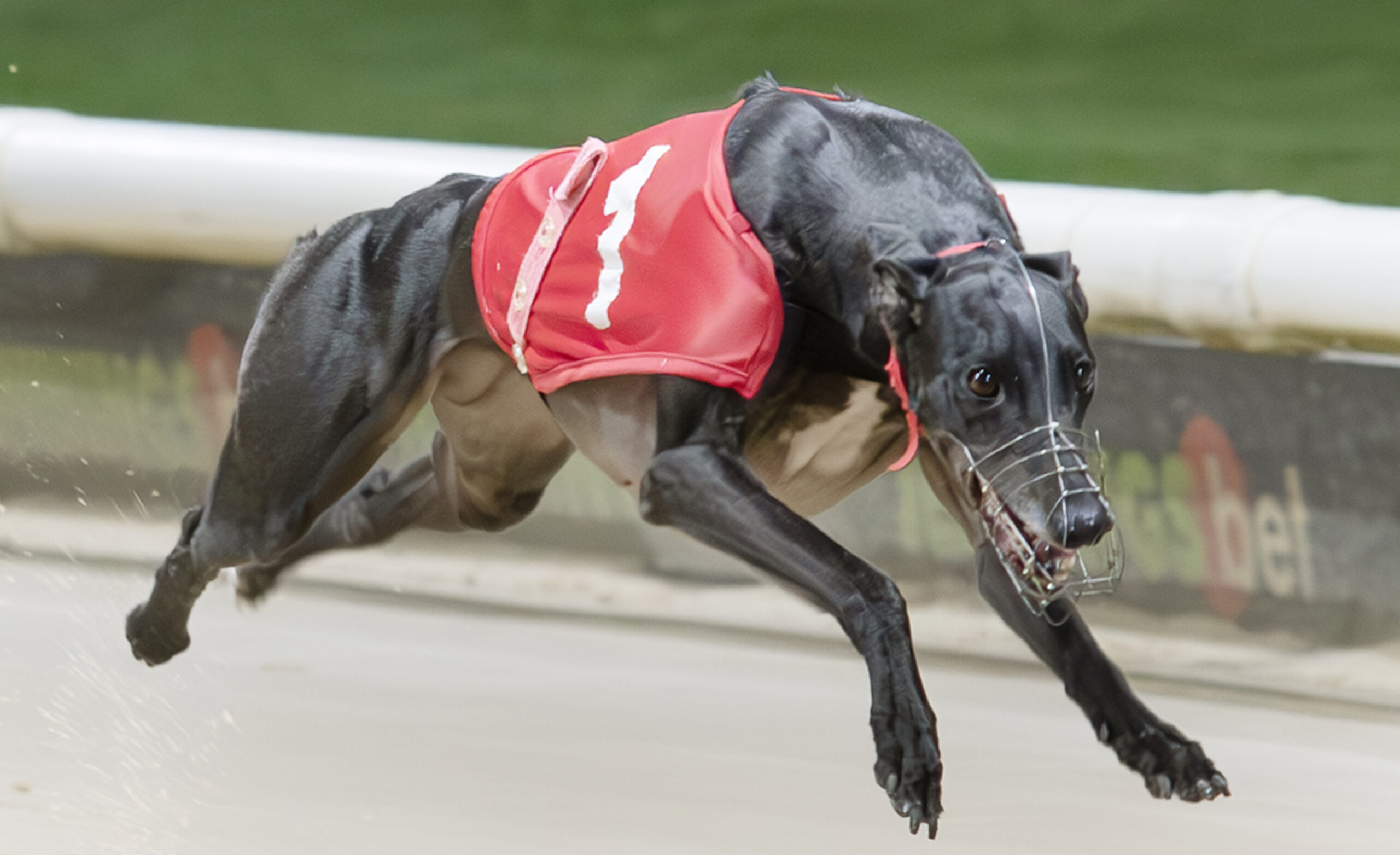 BRITISH PERFORMANCE OF THE WEEK - Greyhound Star | News from the ...