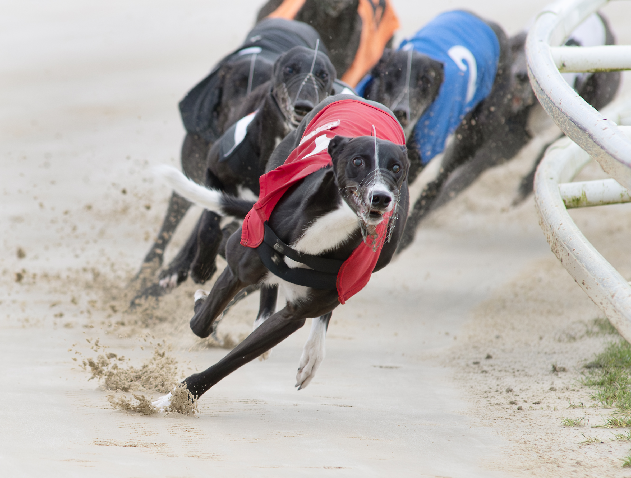 SUNDAY ROUND UP - Greyhound Star | News from the Greyhound Industry