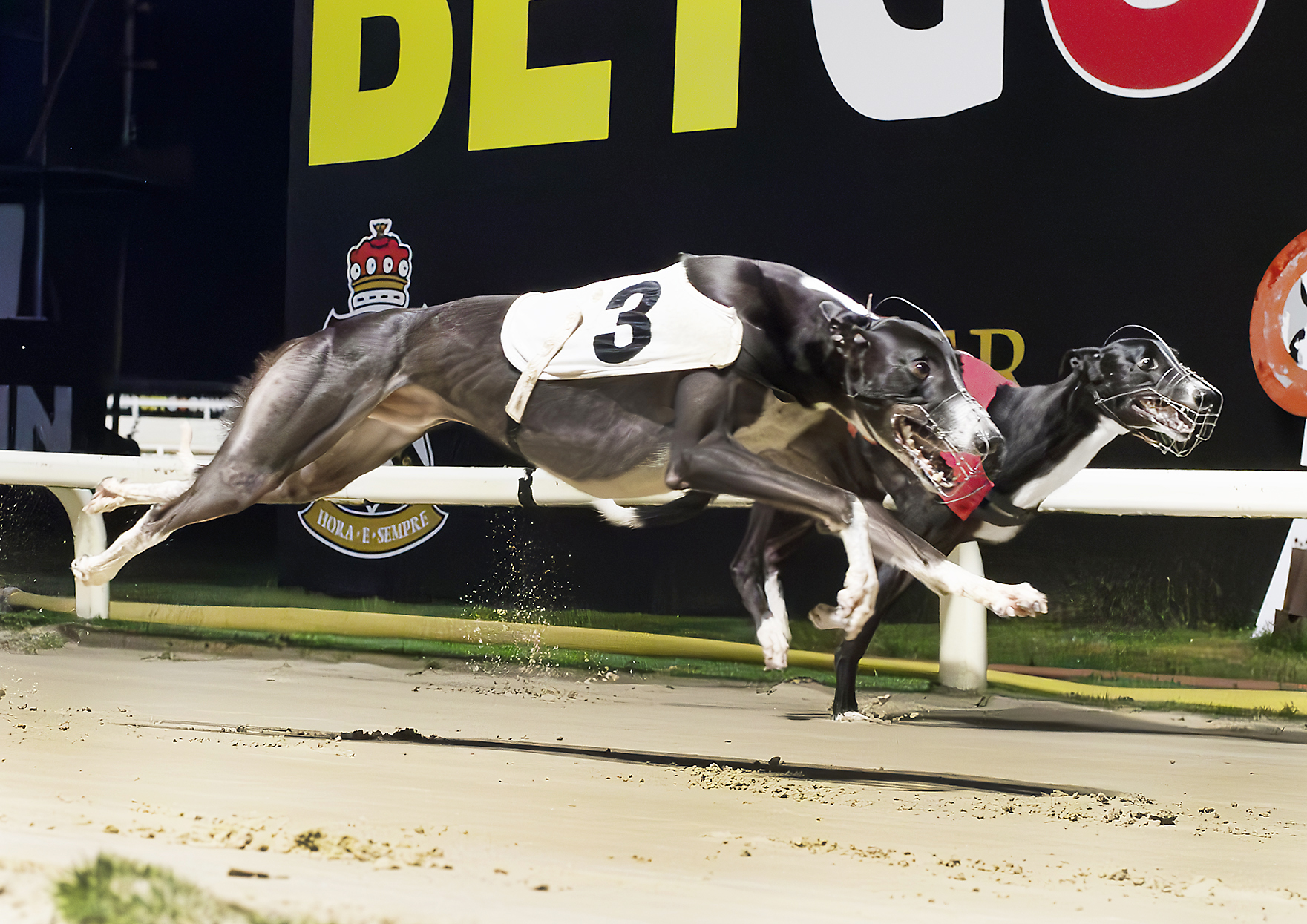 BRITISH BRED DERBY DRAW - UPDATED FULL FORM - Greyhound Star | News ...