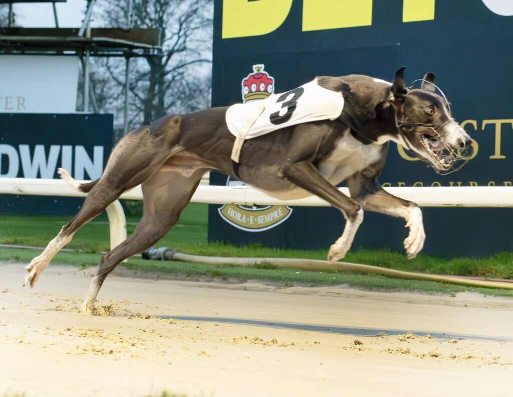 WEDNESDAY ROUND UP - Greyhound Star | News from the Greyhound Industry