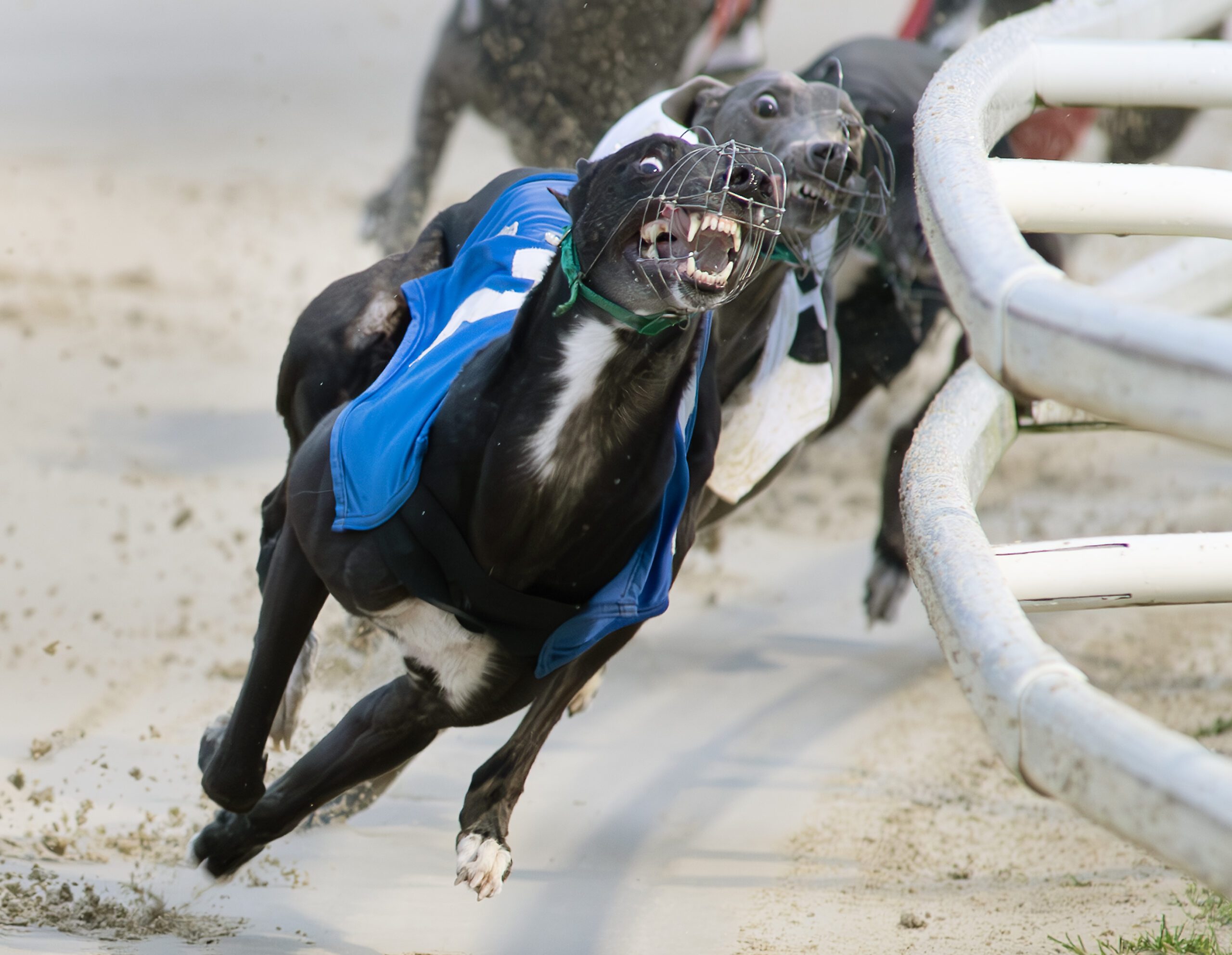 SUNDAY ROUND UP - Greyhound Star | News from the Greyhound Industry