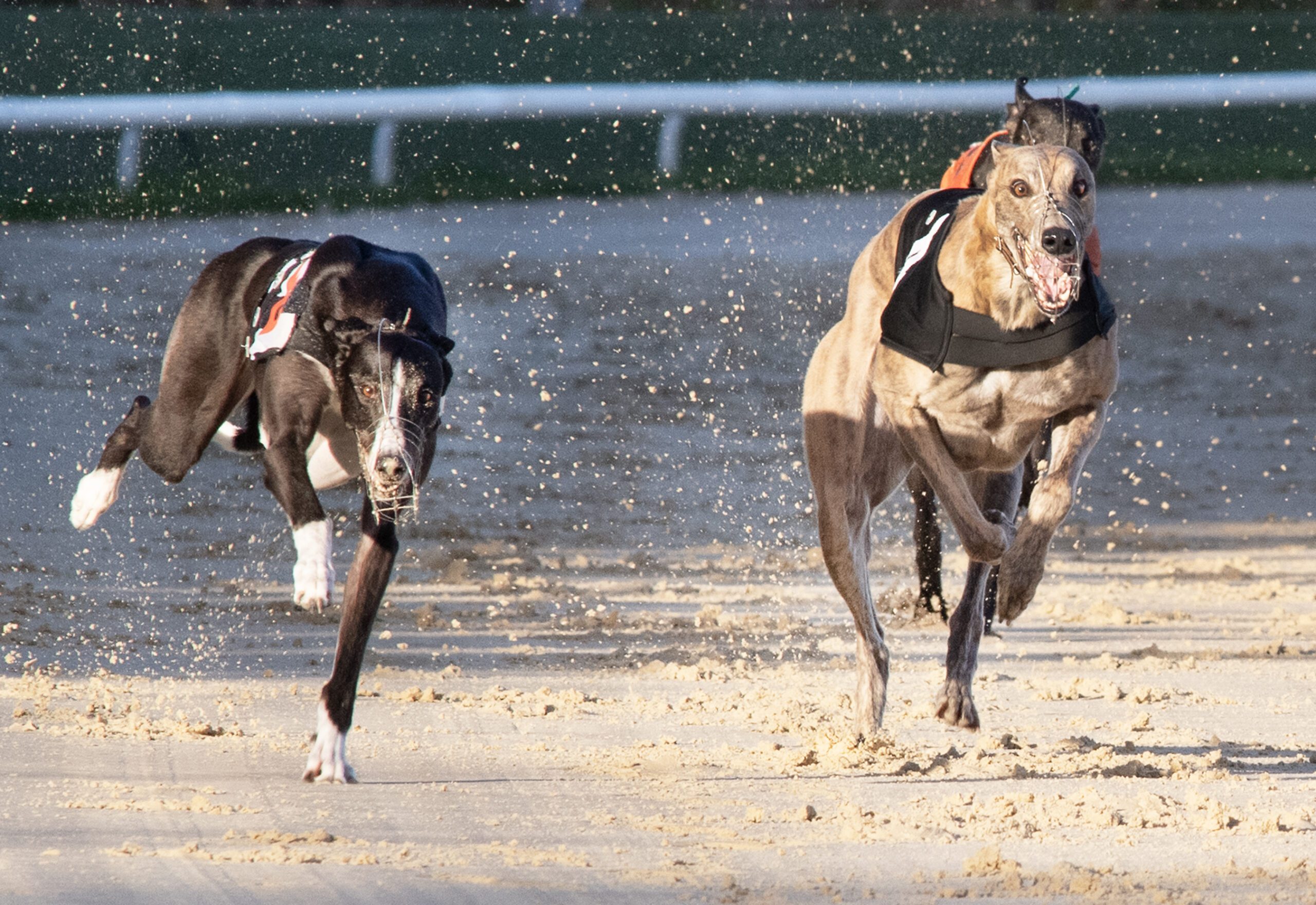 BRITISH PERFORMANCE OF THE WEEK - Greyhound Star | News from the ...