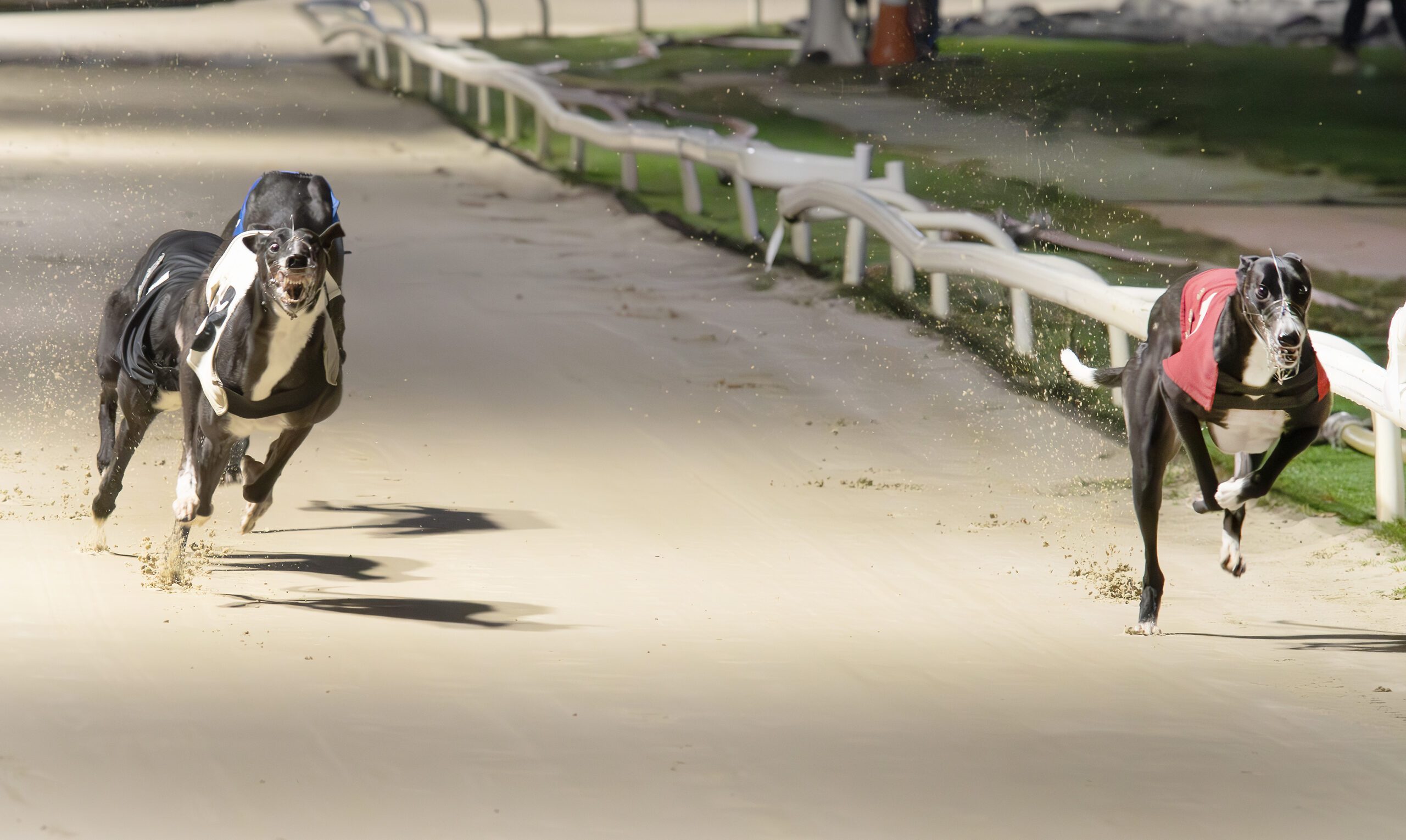 TUESDAY ROUND UP - Greyhound Star | News from the Greyhound Industry