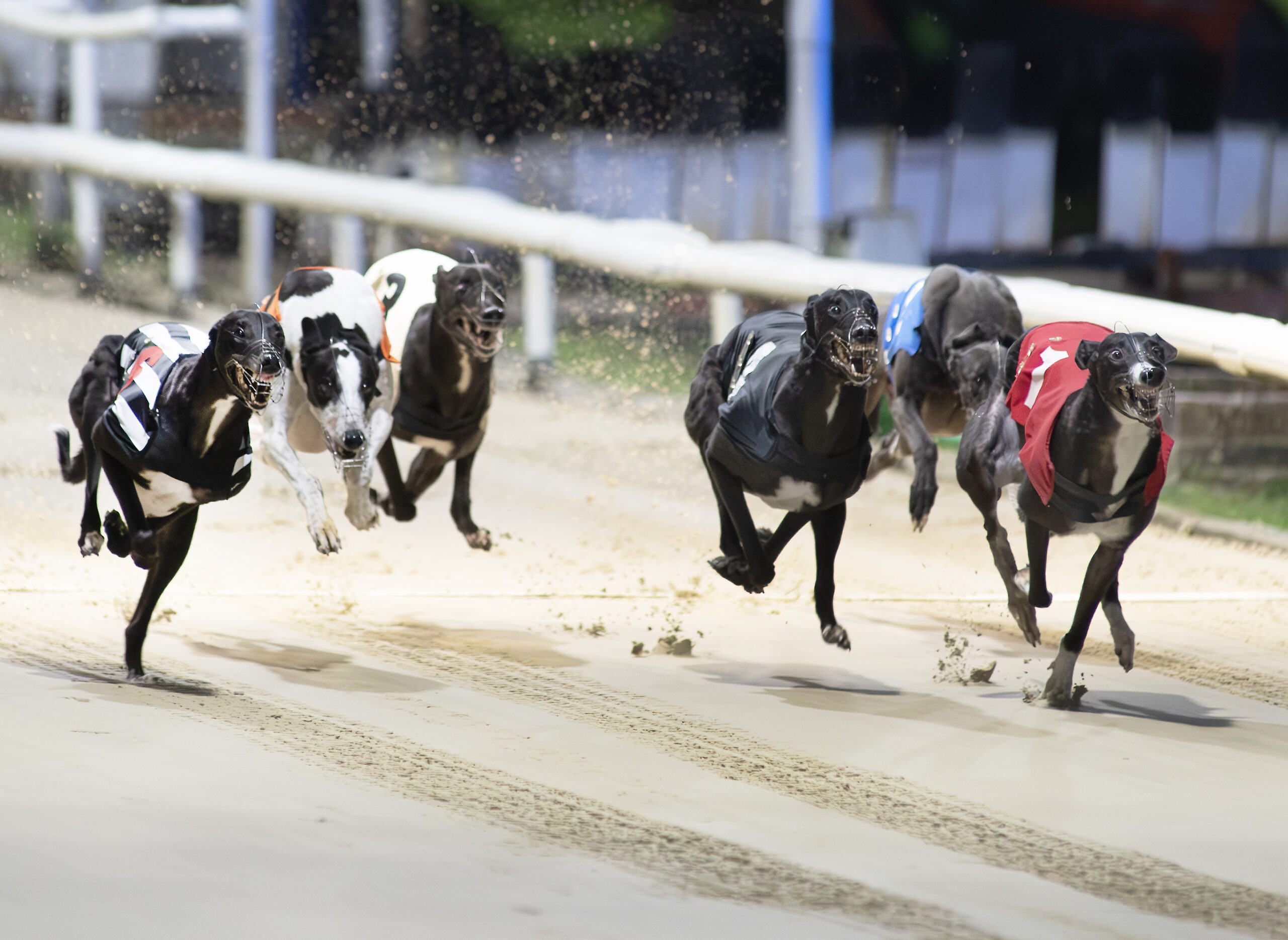 SUNDAY ROUND UP - Greyhound Star | News from the Greyhound Industry